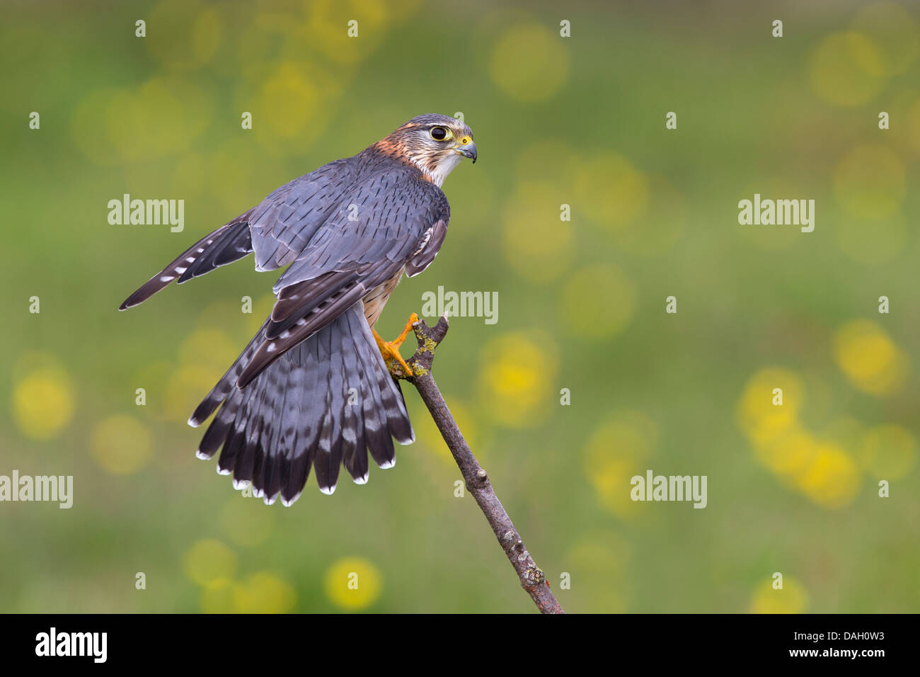 Close up male merlin falco hi-res stock photography and images - Alamy