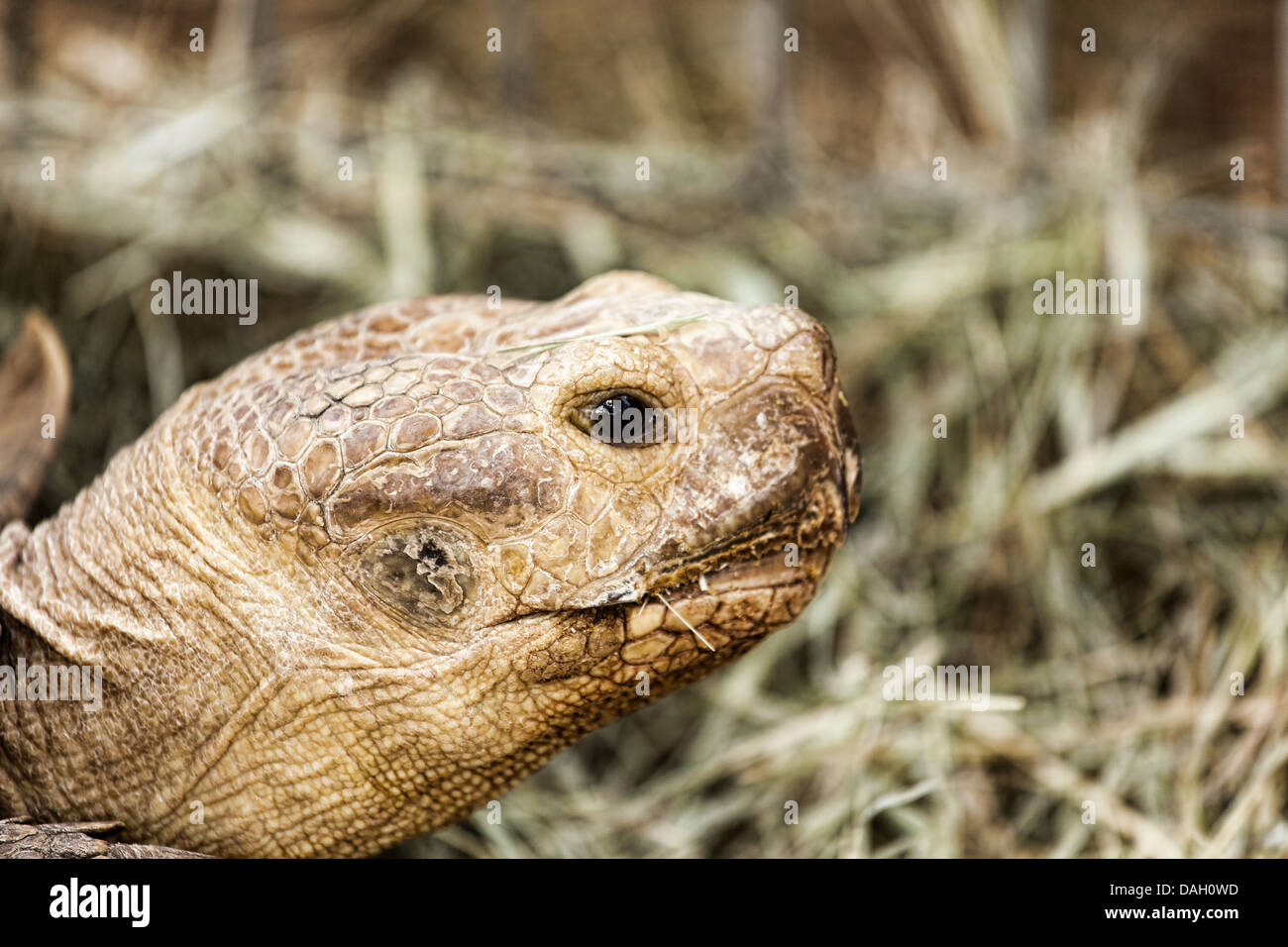 Tortoise eye hi-res stock photography and images - Alamy