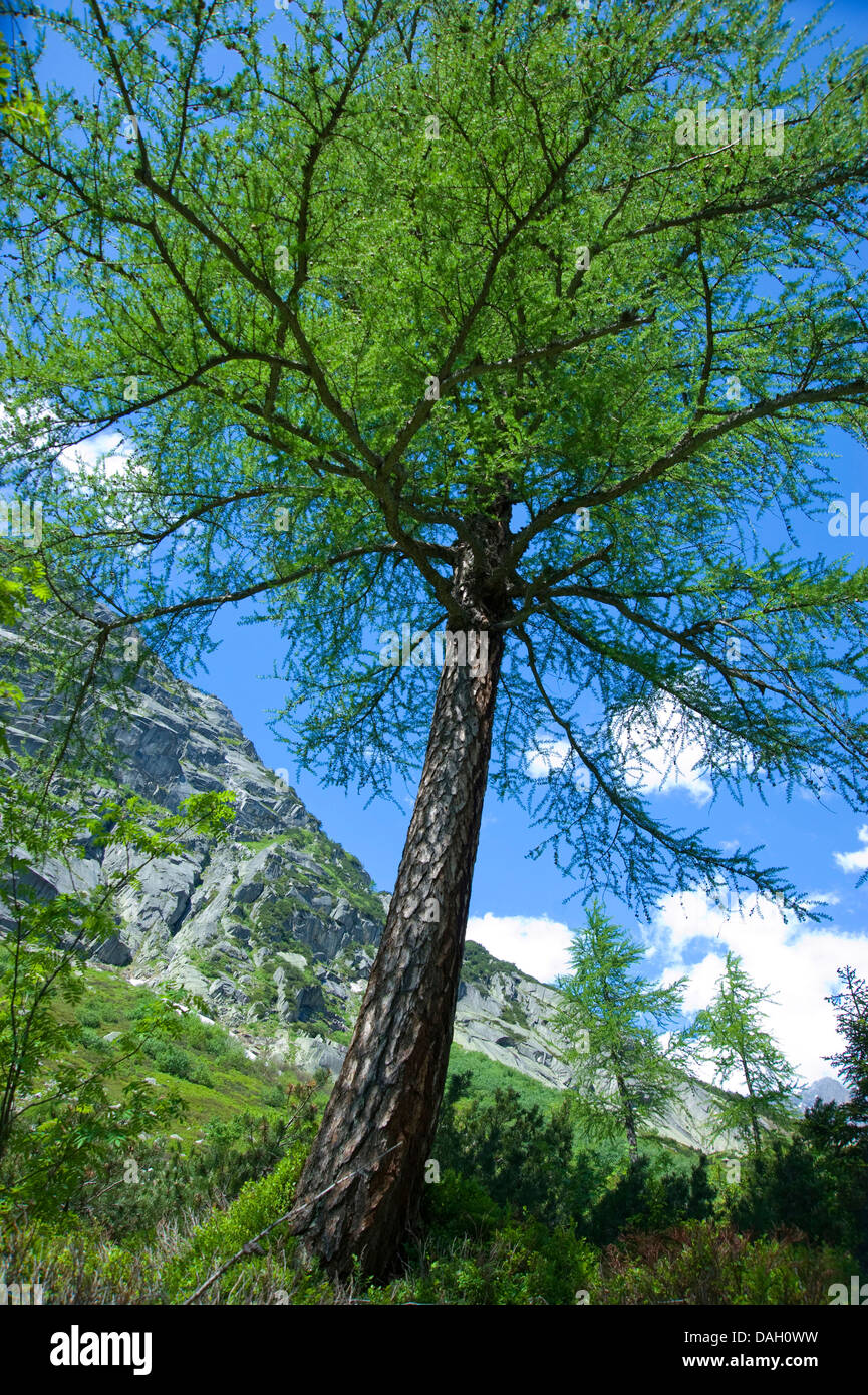 common larch, European larch (Larix decidua, Larix europaea), single ...