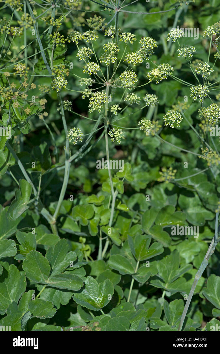Laser trilobum (Laser trilobum), blooming, Germany Stock Photo - Alamy