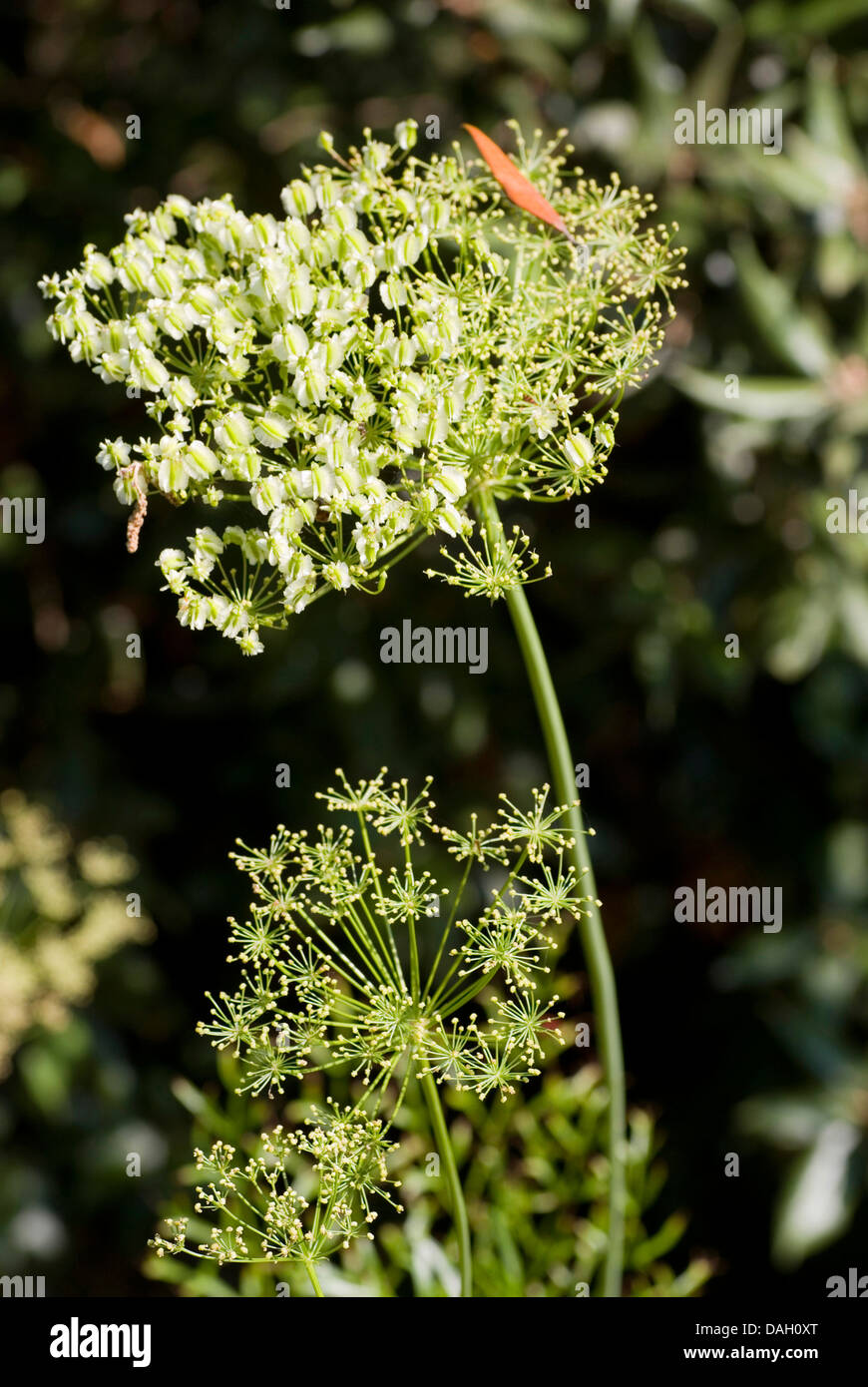 French Laserwort (Laserpitium gallicum), blooming Stock Photo - Alamy