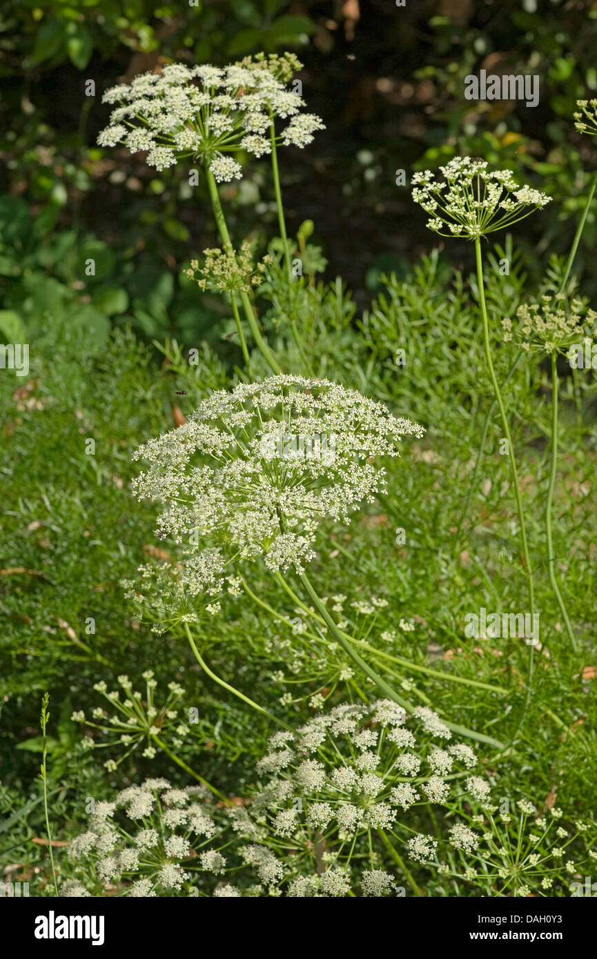 French Laserwort (Laserpitium gallicum), blooming Stock Photo - Alamy