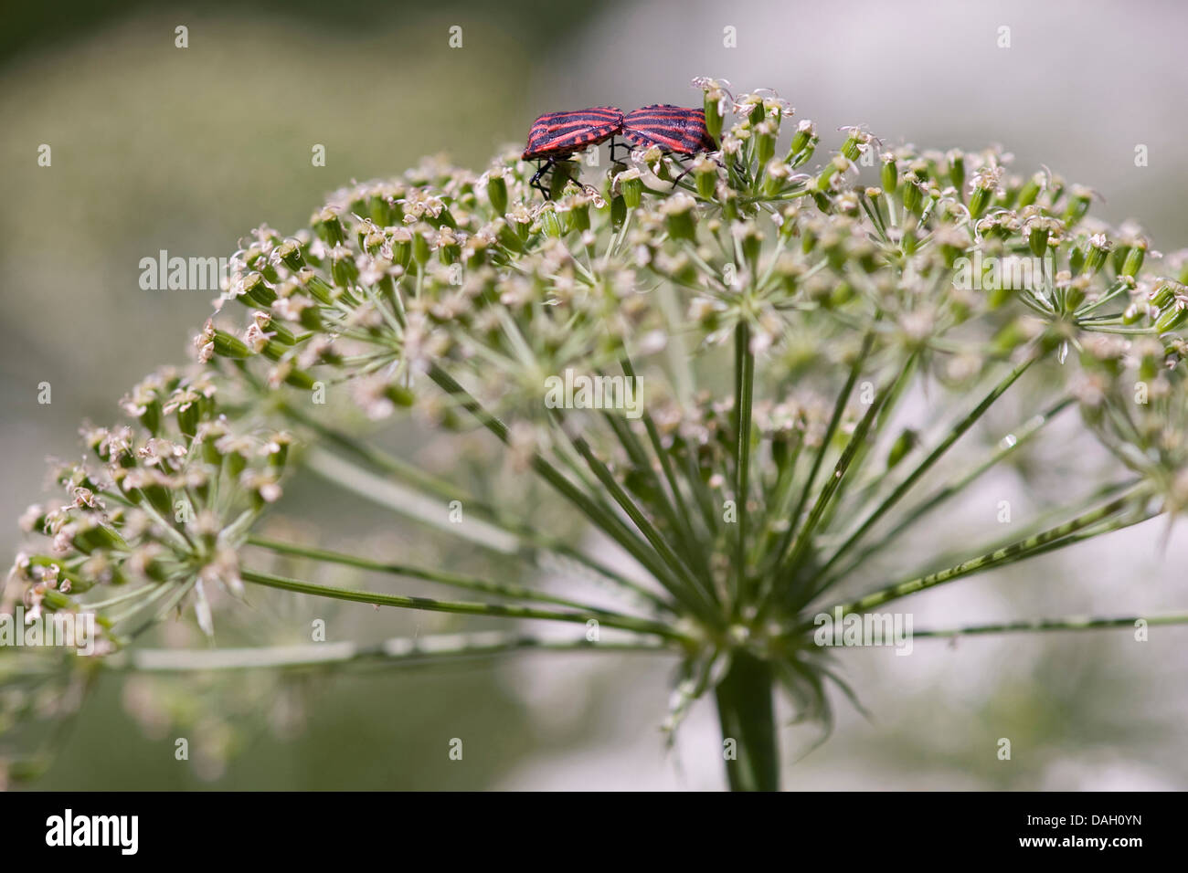 Laserwort (Laserpitium siler), inflorescence with, Graphosoma lineatum ...