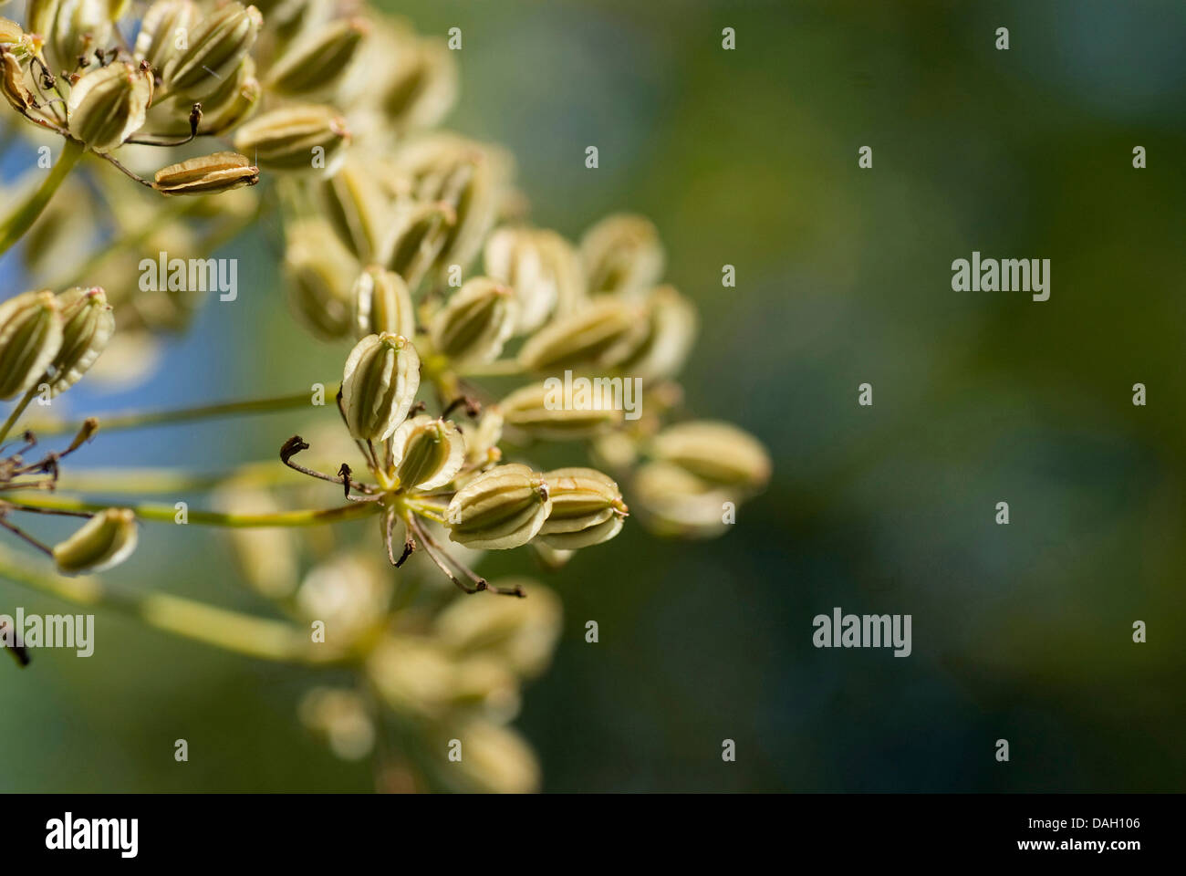 Laserwort laserpitium siler hi-res stock photography and images - Alamy