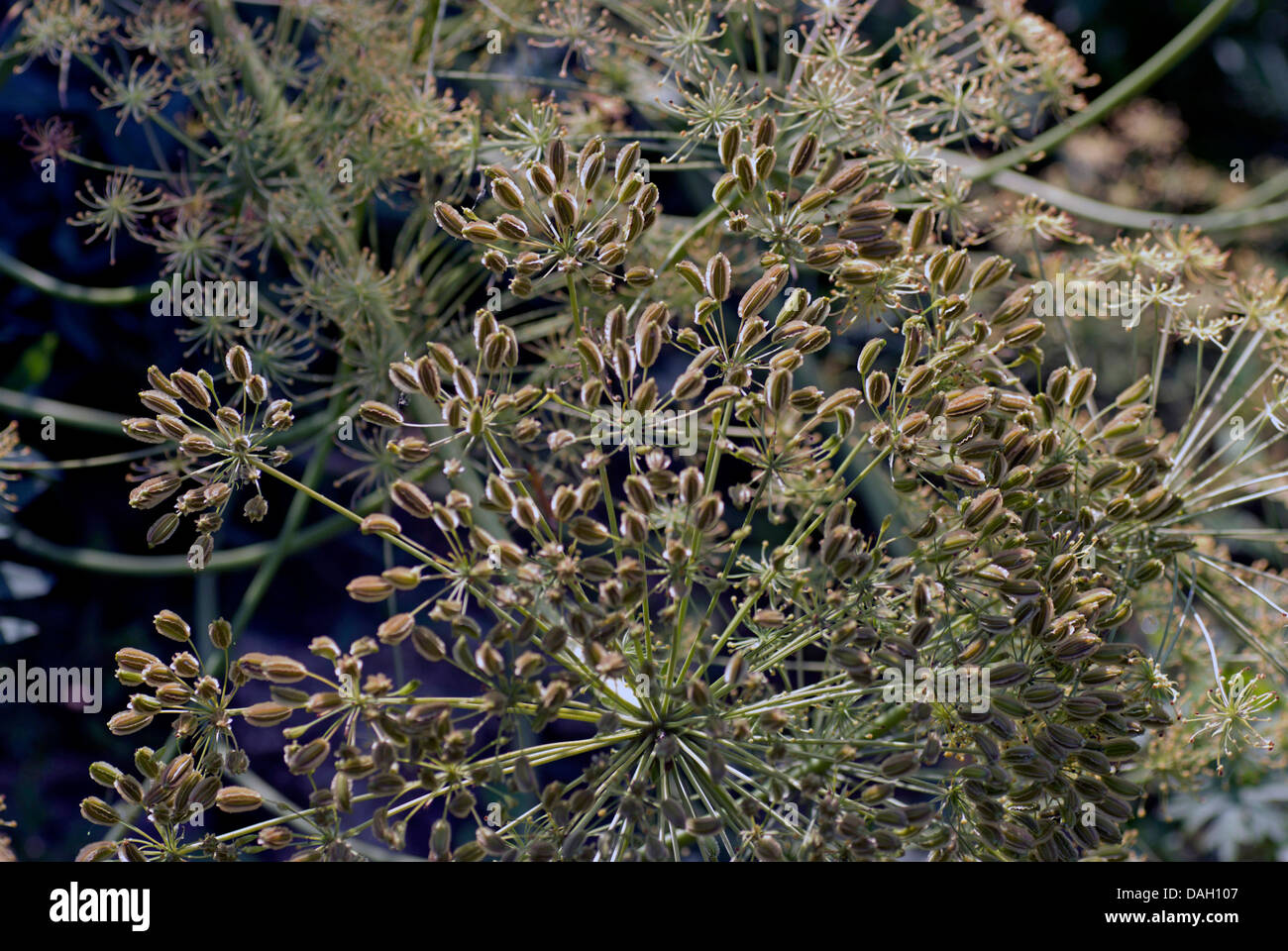 Laserwort (Laserpitium siler), infructescence, Switzerland Stock Photo ...