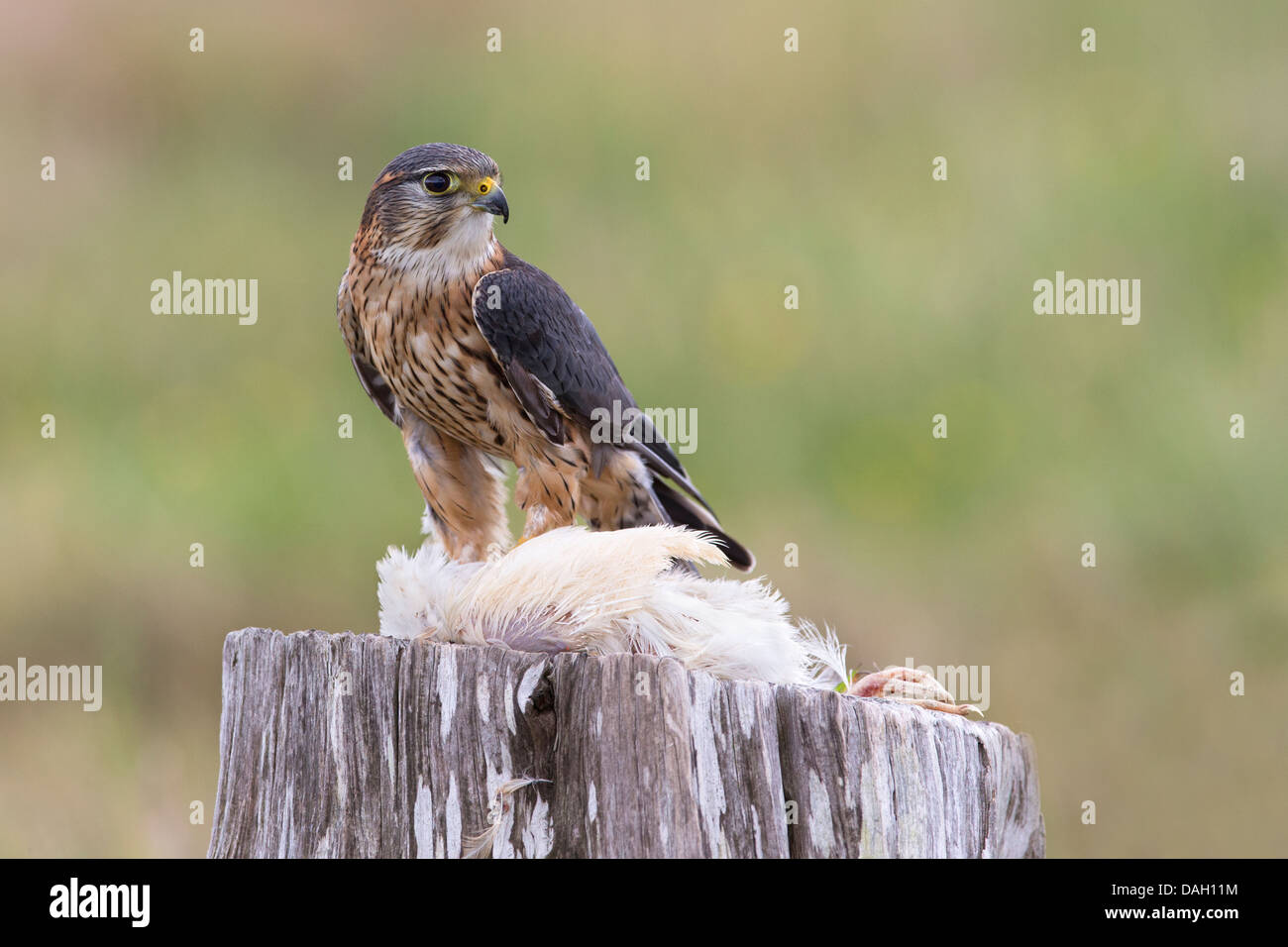 Merlin bird of prey raptor hi-res stock photography and images - Alamy