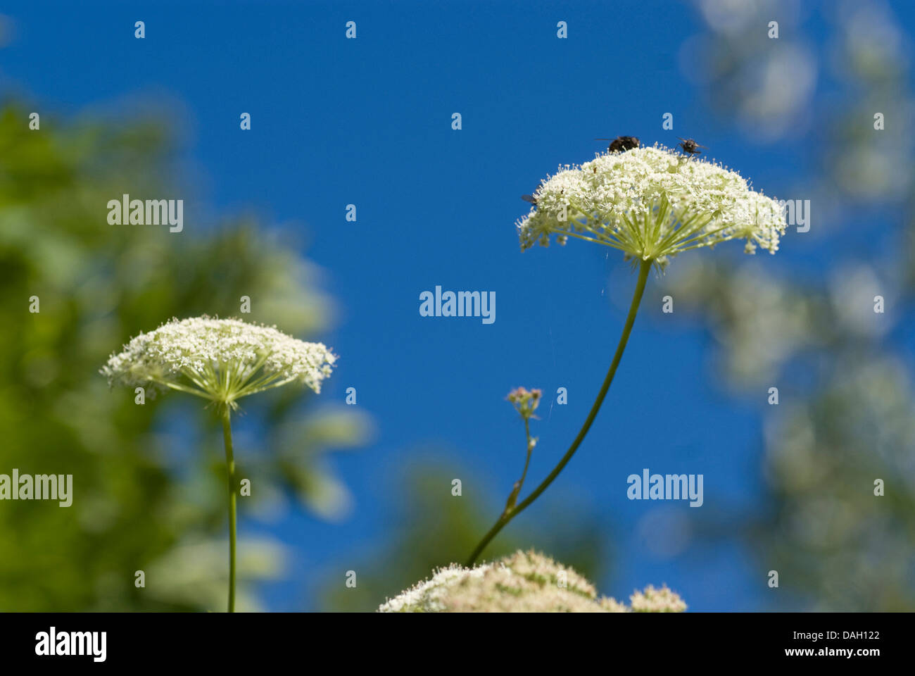 Laserwort (Laserpitium siler), blooming, Switzerland Stock Photo - Alamy