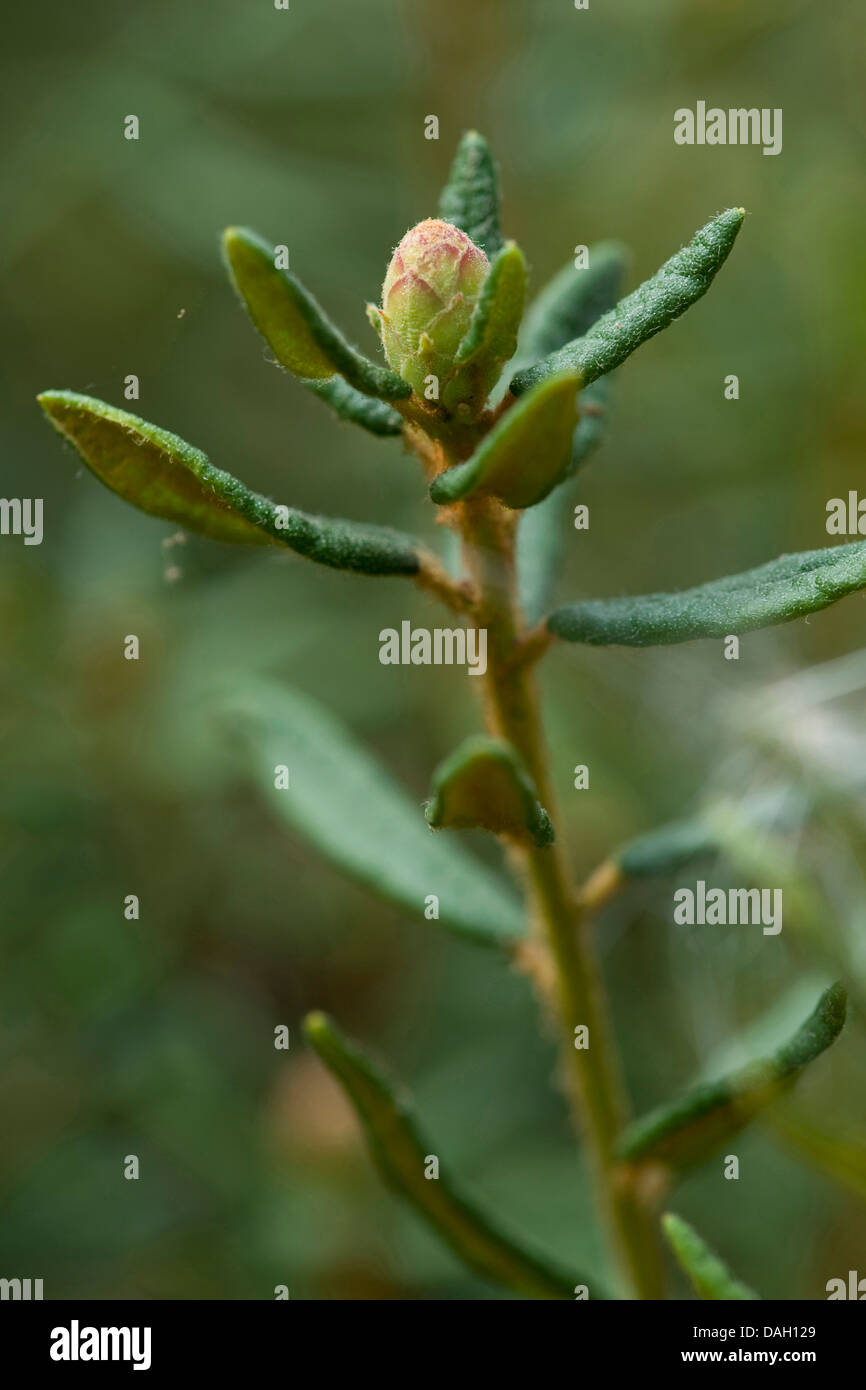 Labrador tea plant hi-res stock photography and images - Alamy