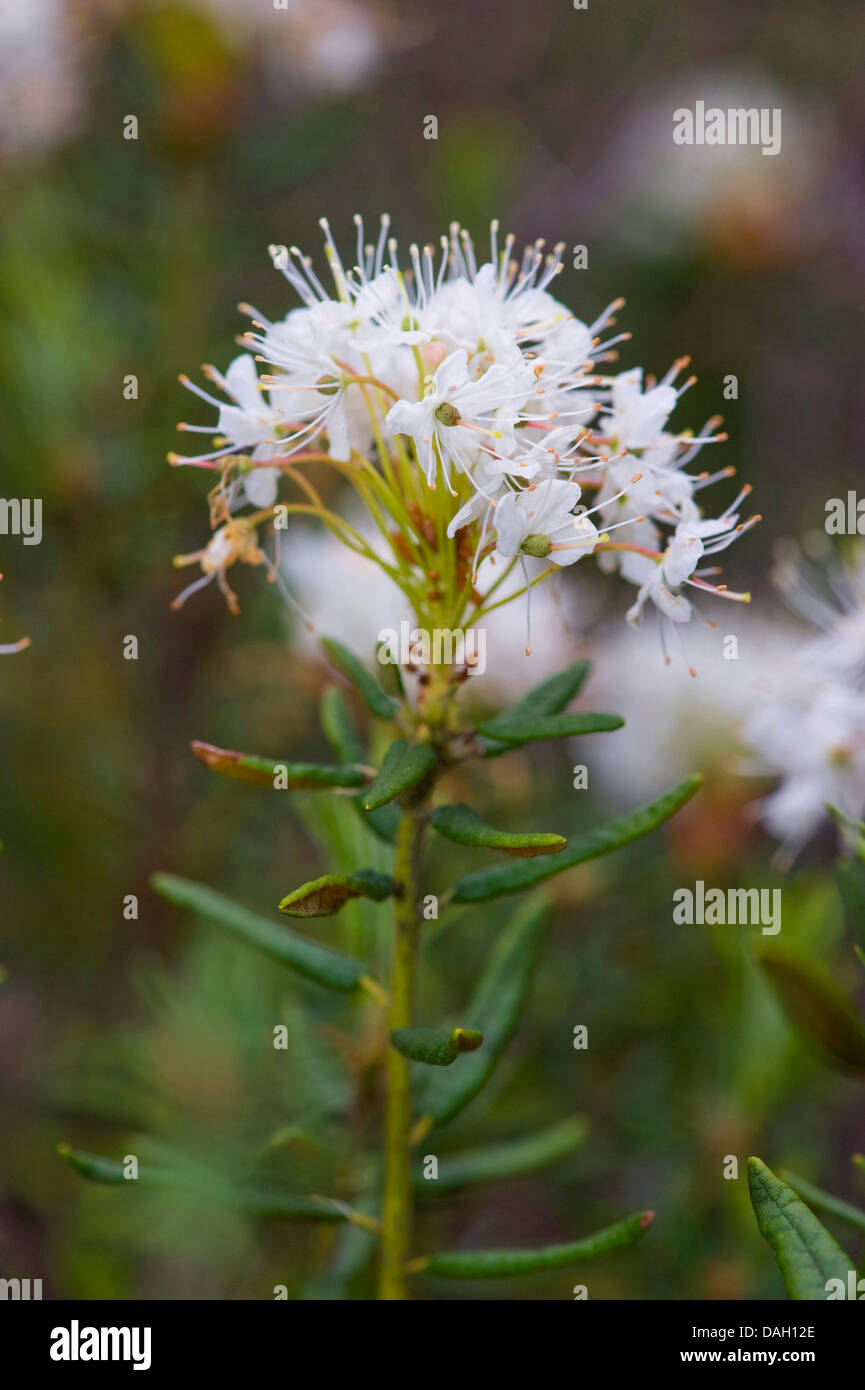 labrador tea (Ledum palustre), flowering twig, Germany Stock Photo - Alamy
