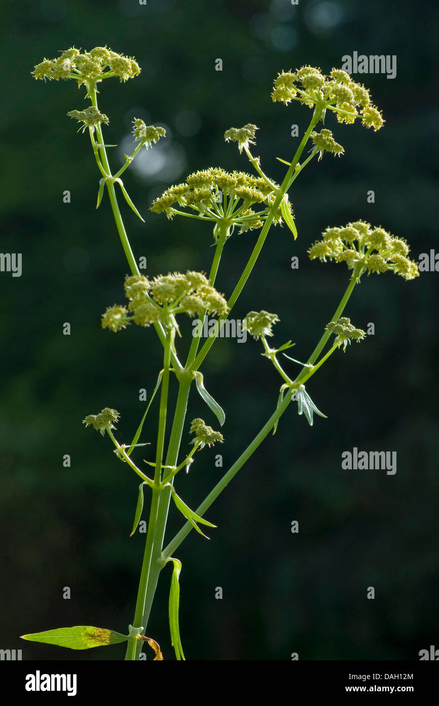 garden lovage, bladder seed (Levisticum officinale), blooming Stock ...