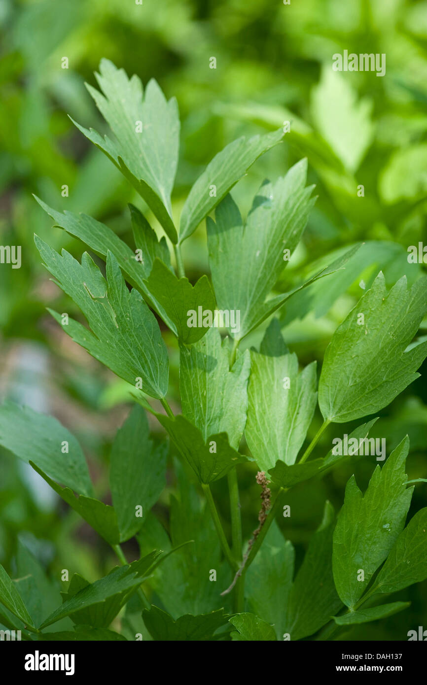 Bladder seed levisticum officinale hi-res stock photography and images ...