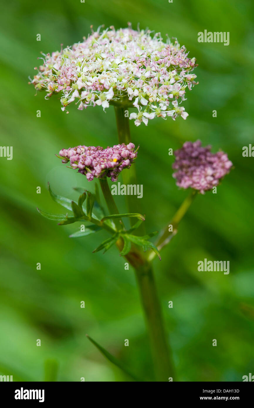 celery leaf lovage (Ligusticum mutellina), blooming, Germany, Bavaria ...