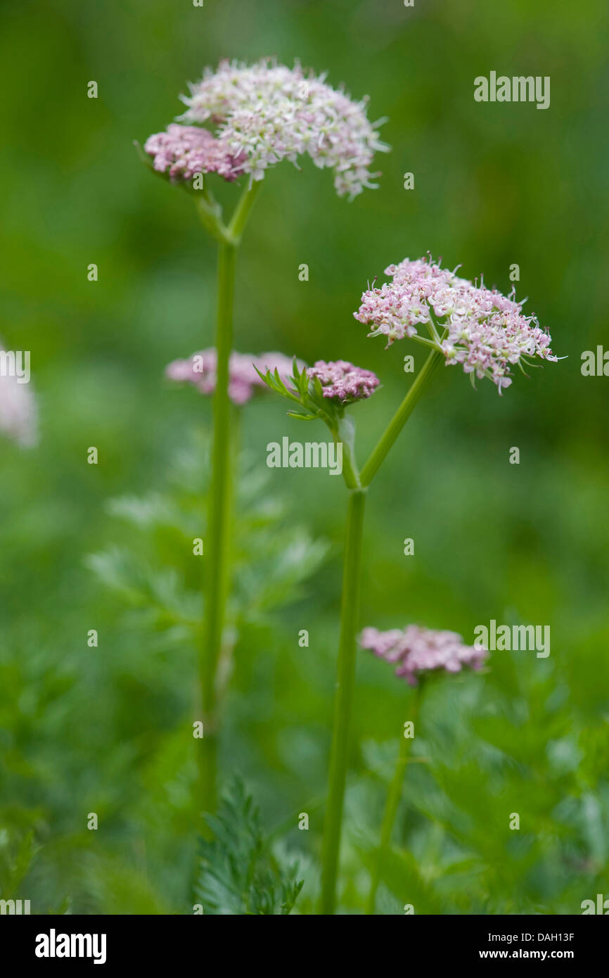 Ligusticum hi-res stock photography and images - Alamy