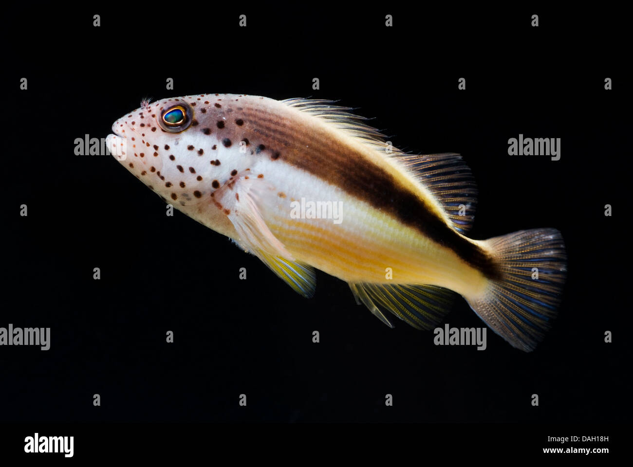 freckled hawkfish, Forster's hawkfish, blackside hawkfish ...