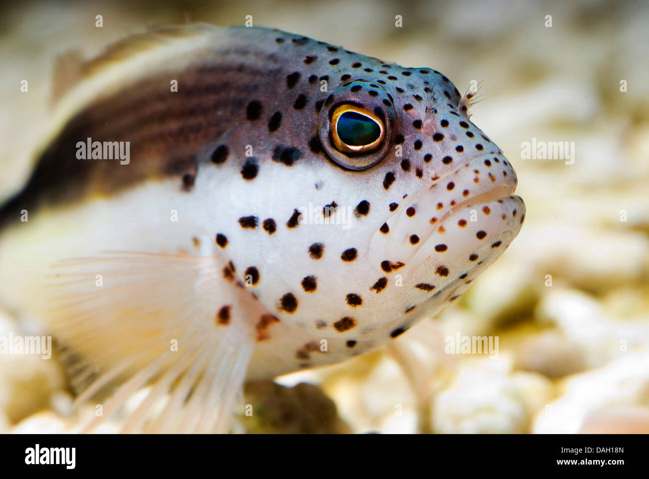 freckled hawkfish, Forster's hawkfish, blackside hawkfish ...
