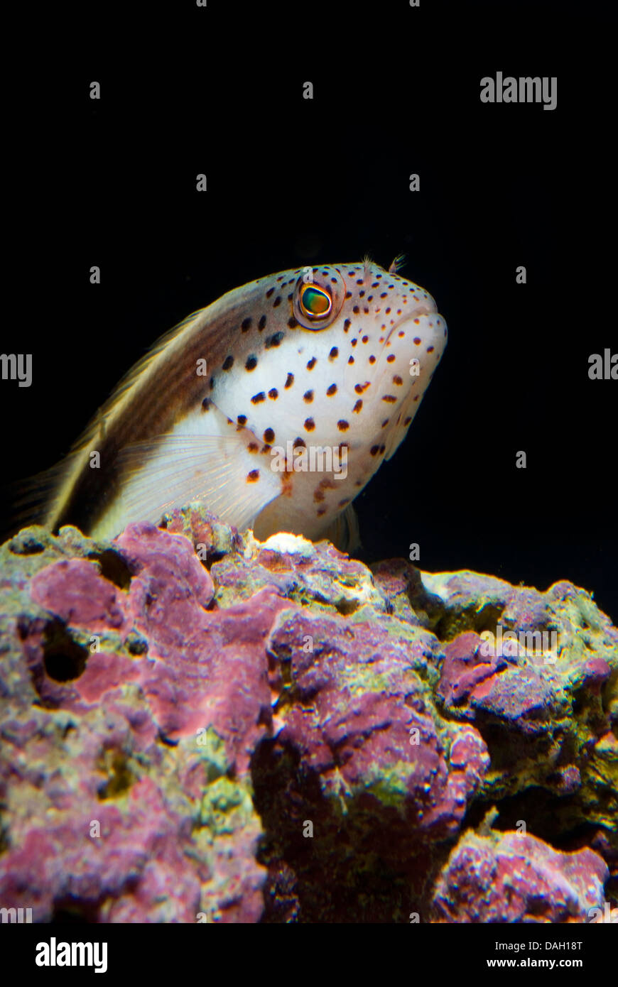 freckled hawkfish, Forster's hawkfish, blackside hawkfish ...