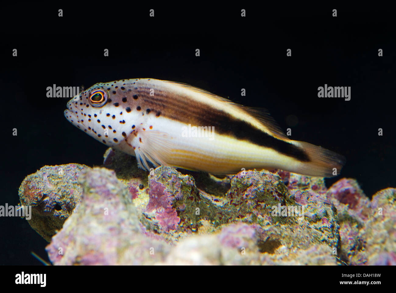 freckled hawkfish, Forster's hawkfish, blackside hawkfish ...