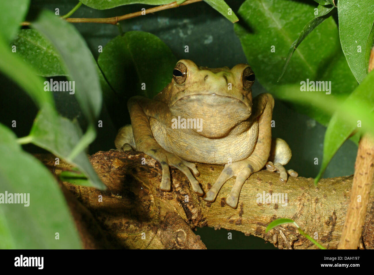 Tree Toad