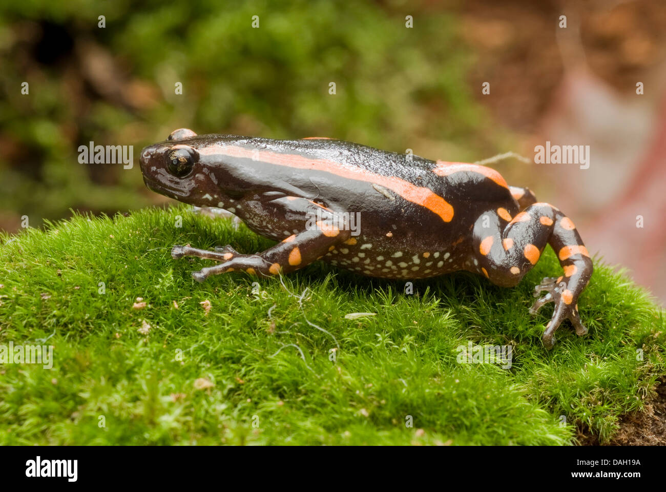 Red-banded Crevice Creeper, Red-banded rubber frog (Phrynomantis ...