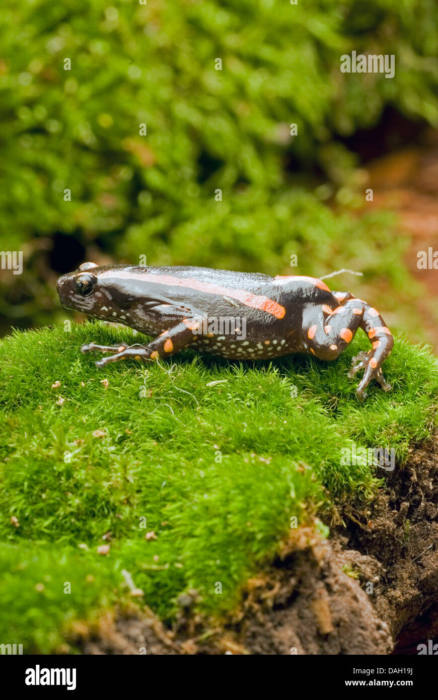Red-banded Crevice Creeper, Red-banded rubber frog (Phrynomantis ...