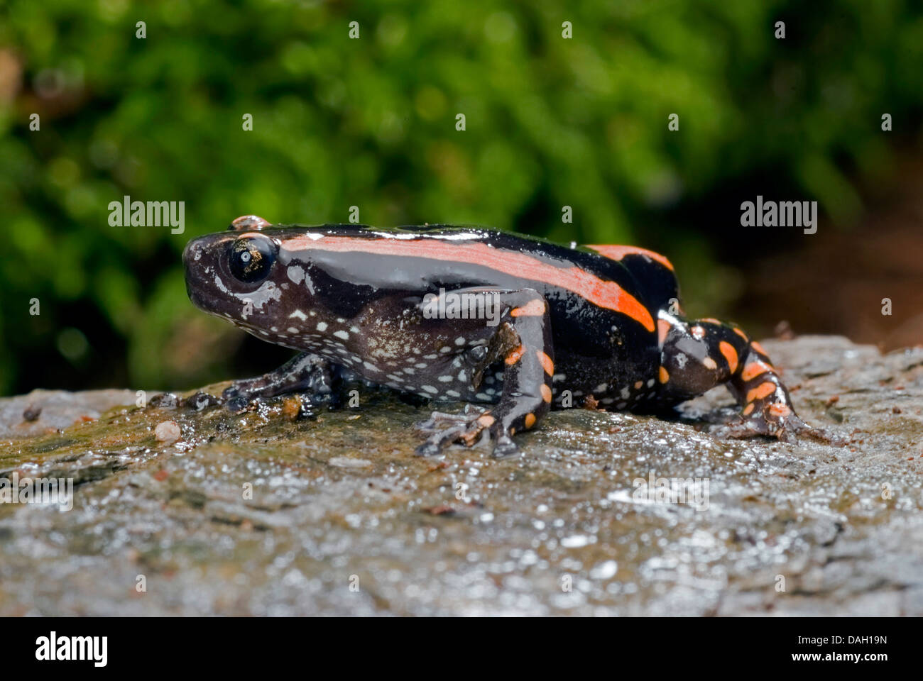 Banded rubber frog phrynomantis bifasciatus hi-res stock photography ...