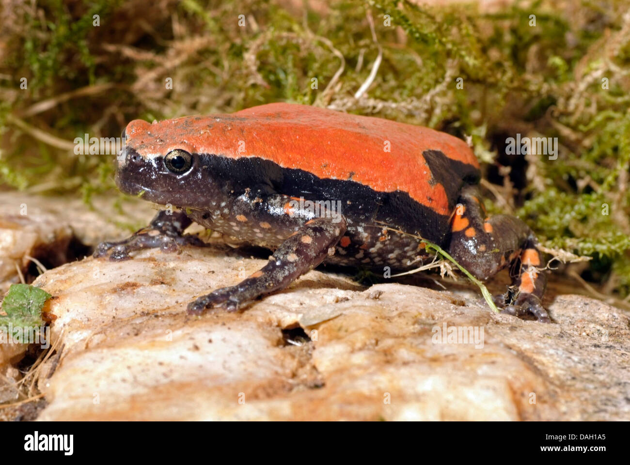 West African Rubber Frog (Phrynomantis microps, Phrynomerus microps ...