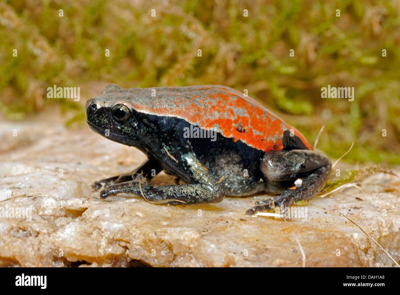 West African Rubber Frog (Phrynomantis microps, Phrynomerus microps ...