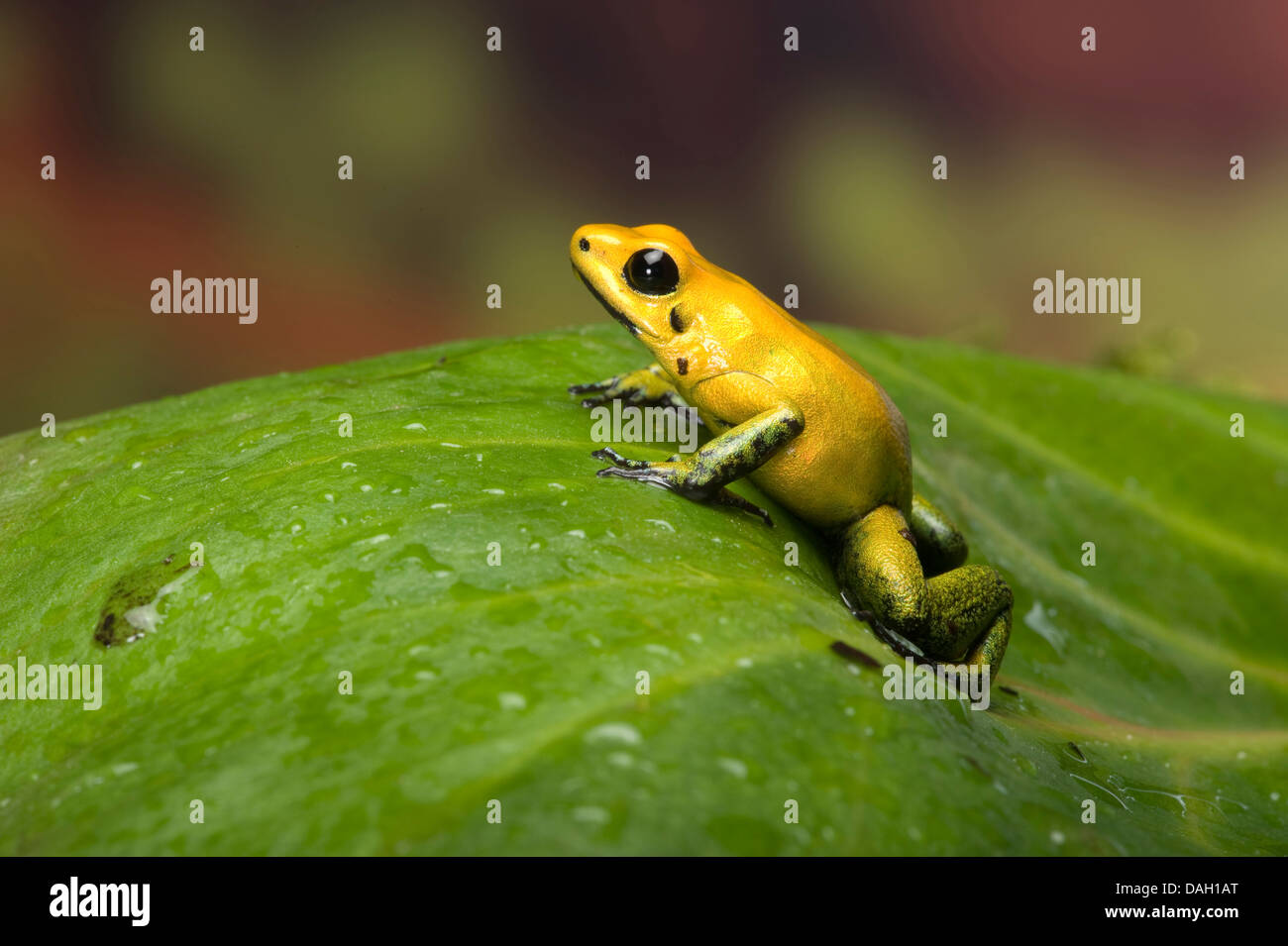 Black-Legged Poison Frog (Phyllobates bicolor), on a leaf Stock Photo ...