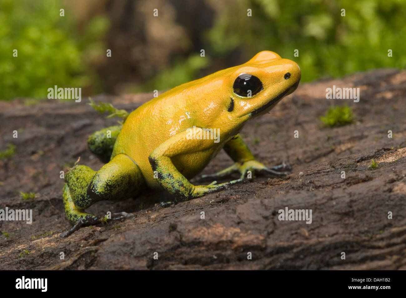 Black-Legged Poison Frog (Phyllobates bicolor), on bark Stock Photo - Alamy