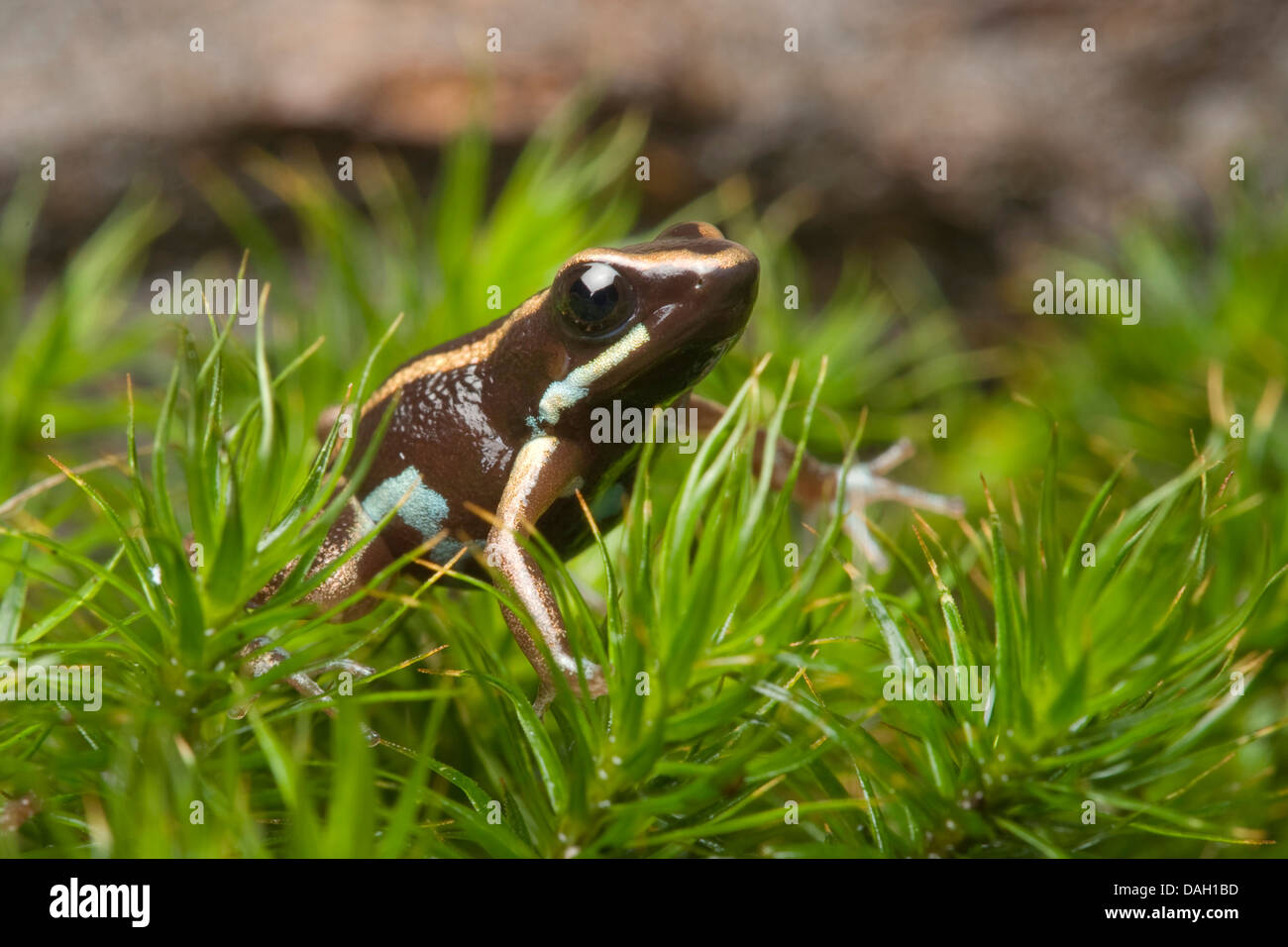 lovely poison-dart frog, lovely poison frog (Phyllobates lugubris), on ...