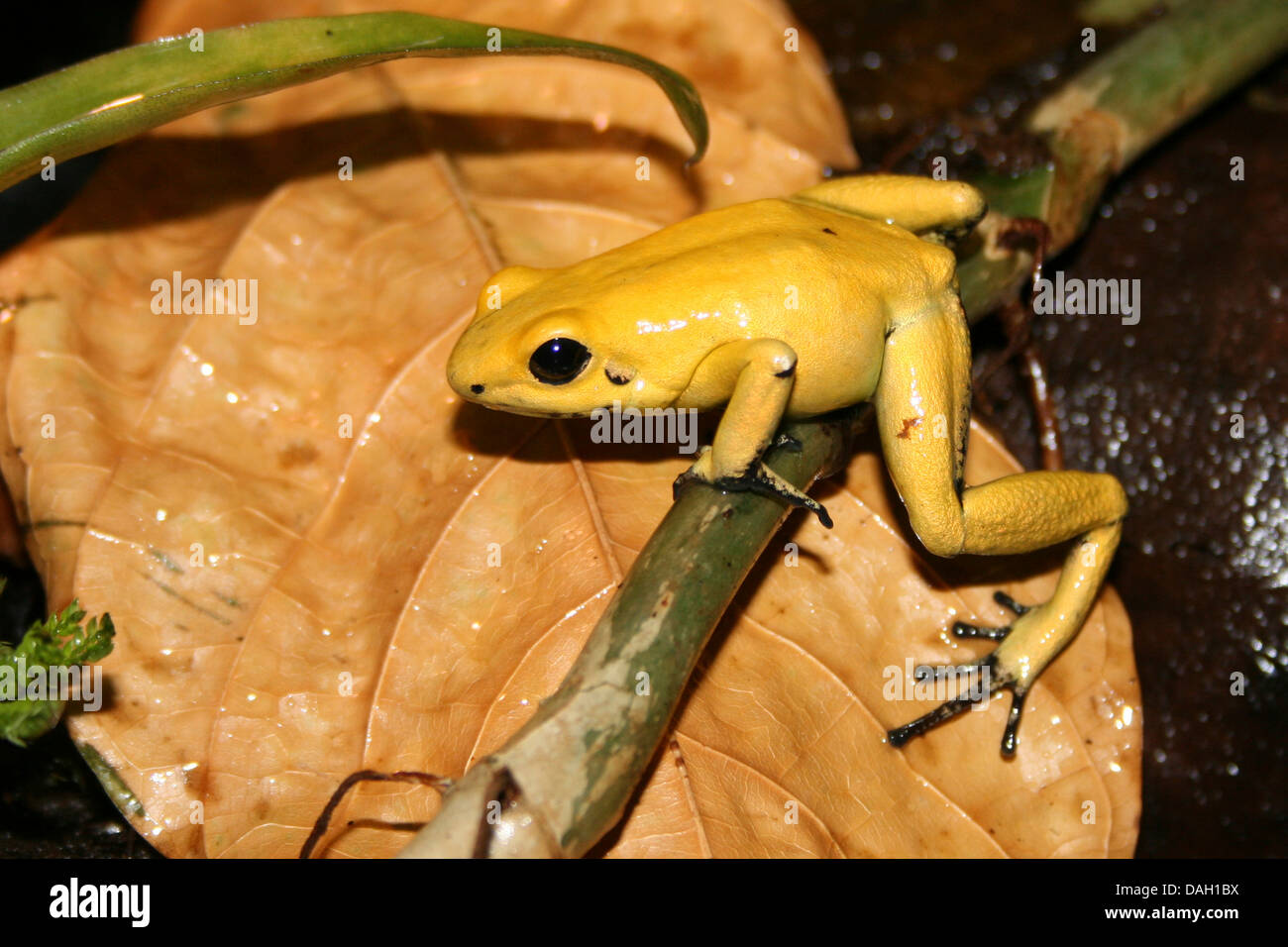 golden poison frog (Phyllobates terribilis), on brown leaf Stock Photo ...
