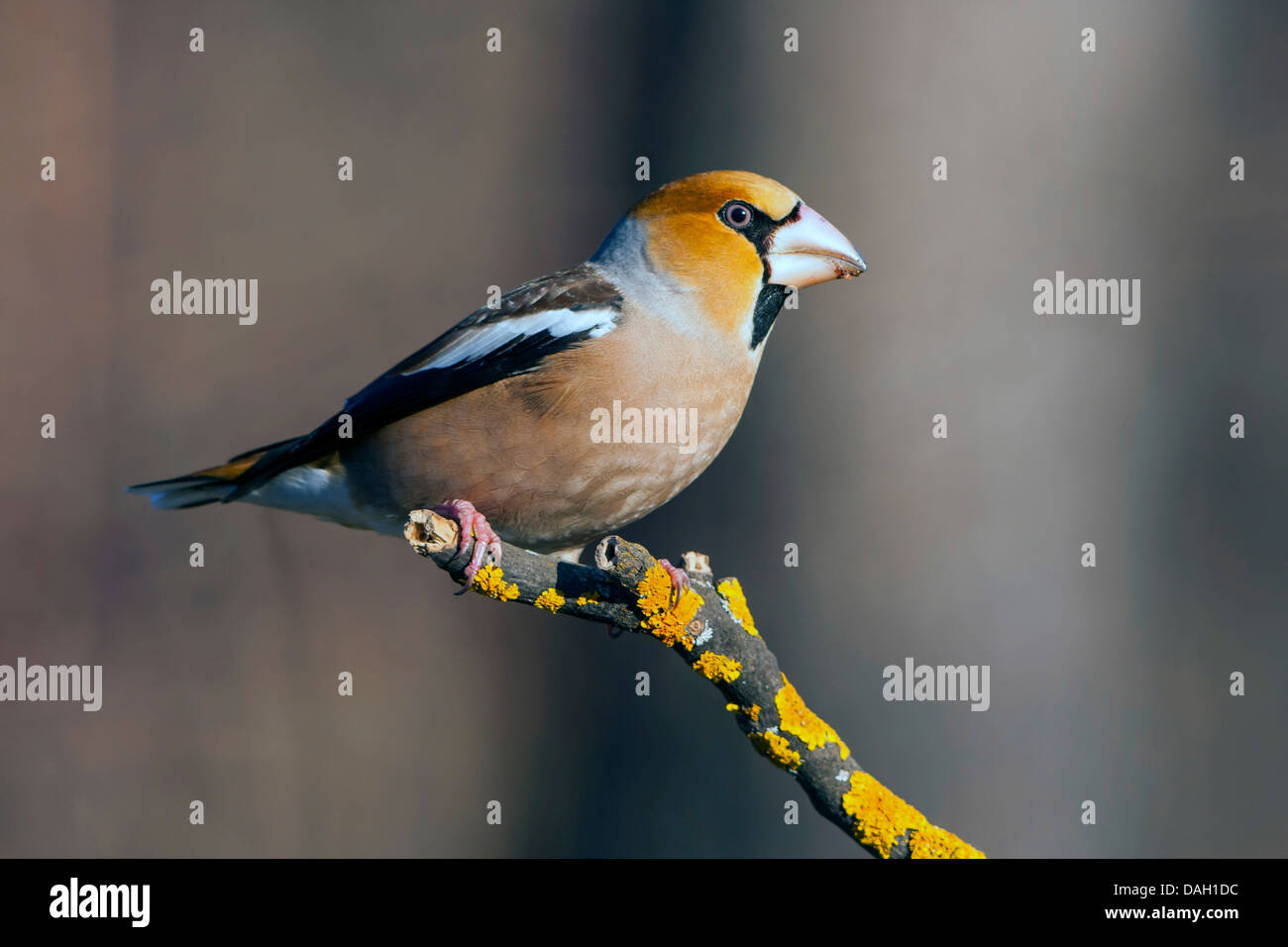 hawfinch (Coccothraustes coccothraustes), sitting on a branch with ...