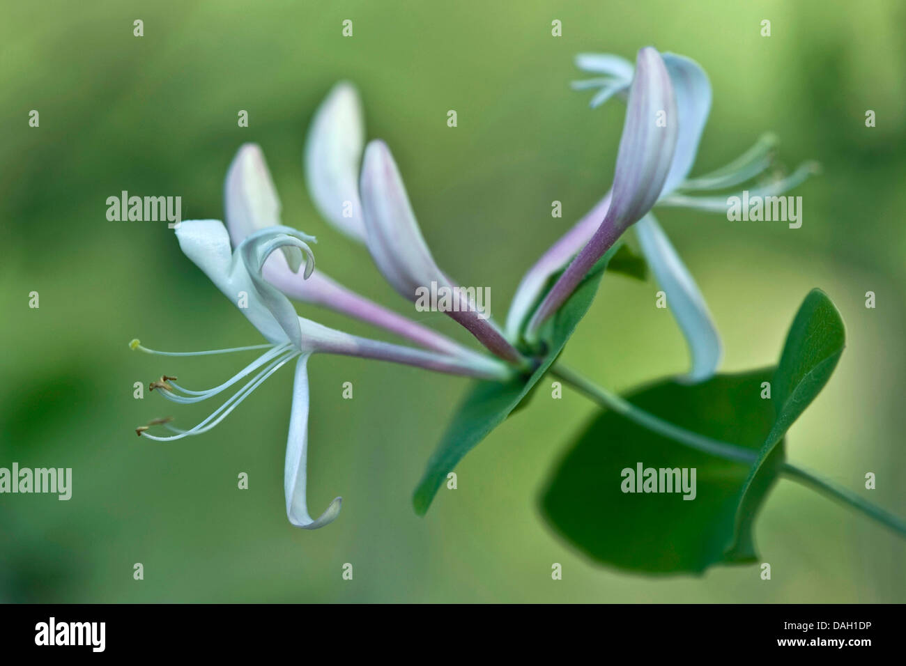 Italian honeysuckle, Italian woodbine, perfoliate honeysuckle (Lonicera ...