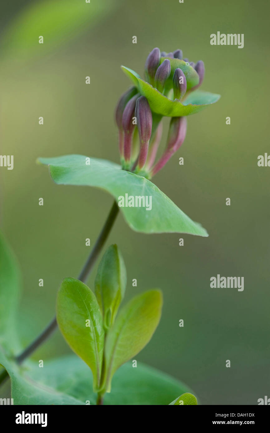 Italian honeysuckle, Italian woodbine, perfoliate honeysuckle (Lonicera ...