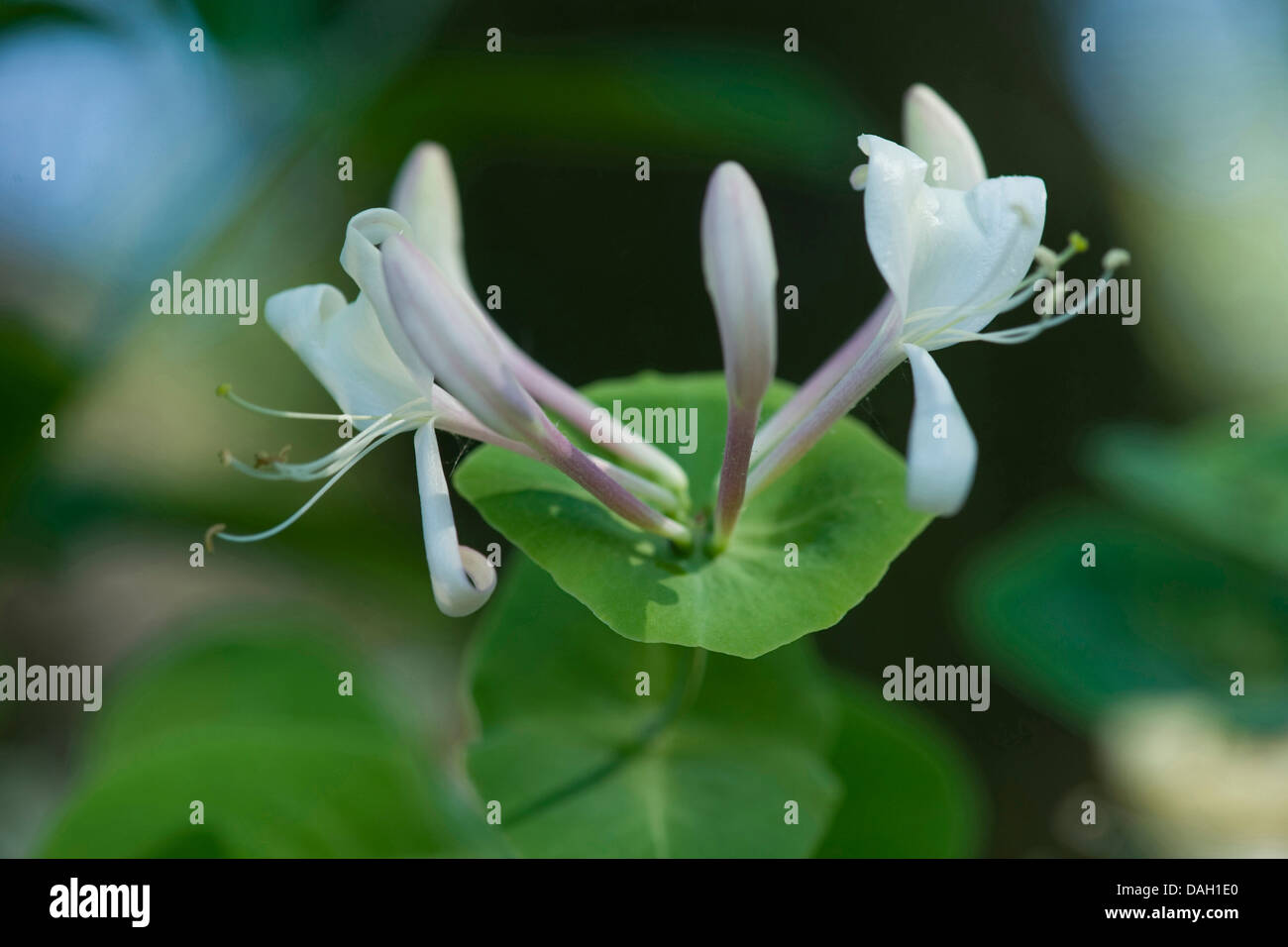 Honeysuckle lonicera caprifolium hi-res stock photography and images ...