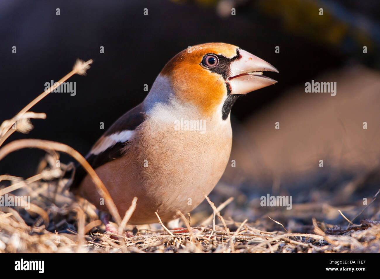 hawfinch (Coccothraustes coccothraustes), sitting on the ground feeding ...