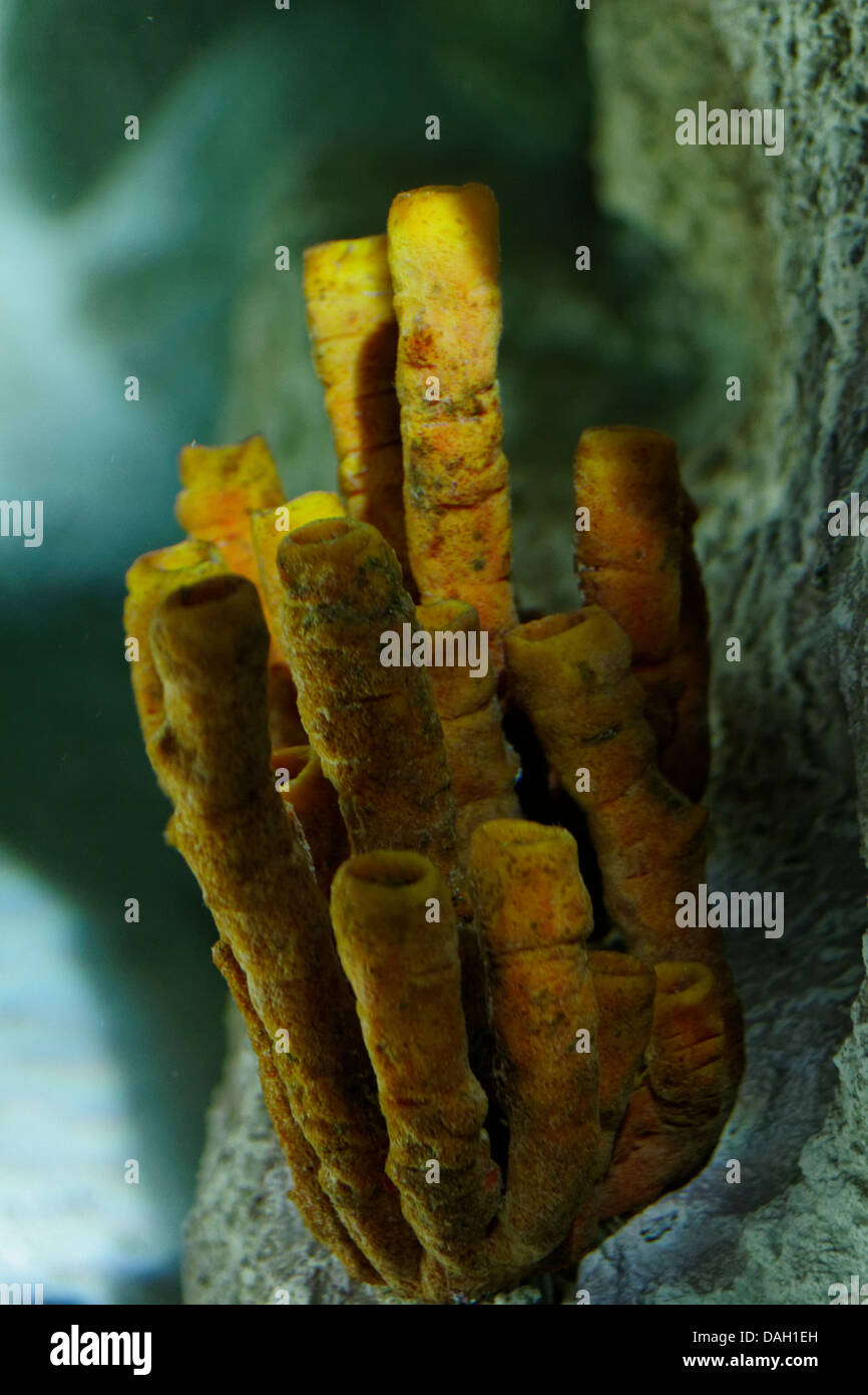 Yellow Tube Sponge, Aplysina Fistularis Stock Photo - Alamy