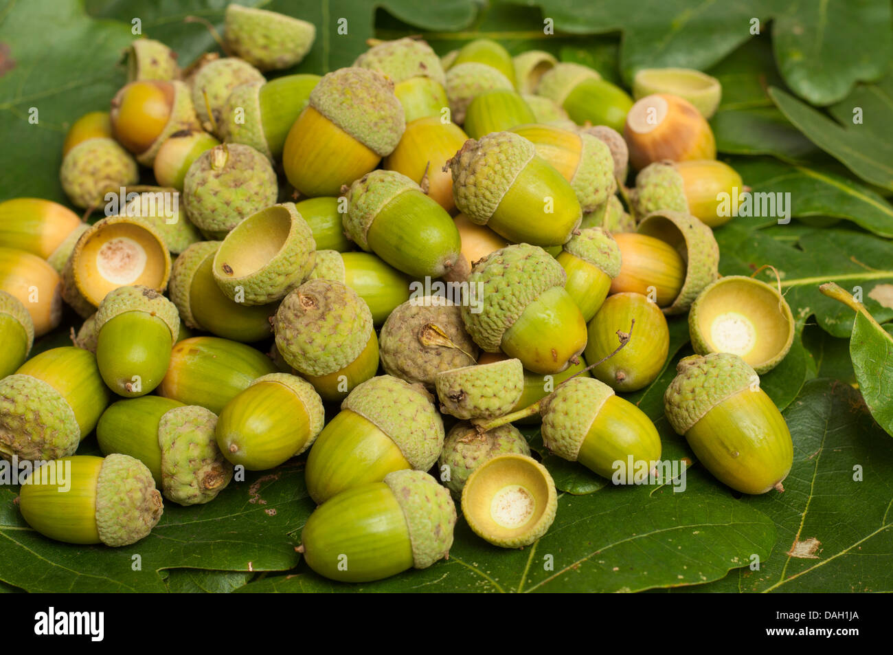 An image of haycorns Stock Photo - Alamy