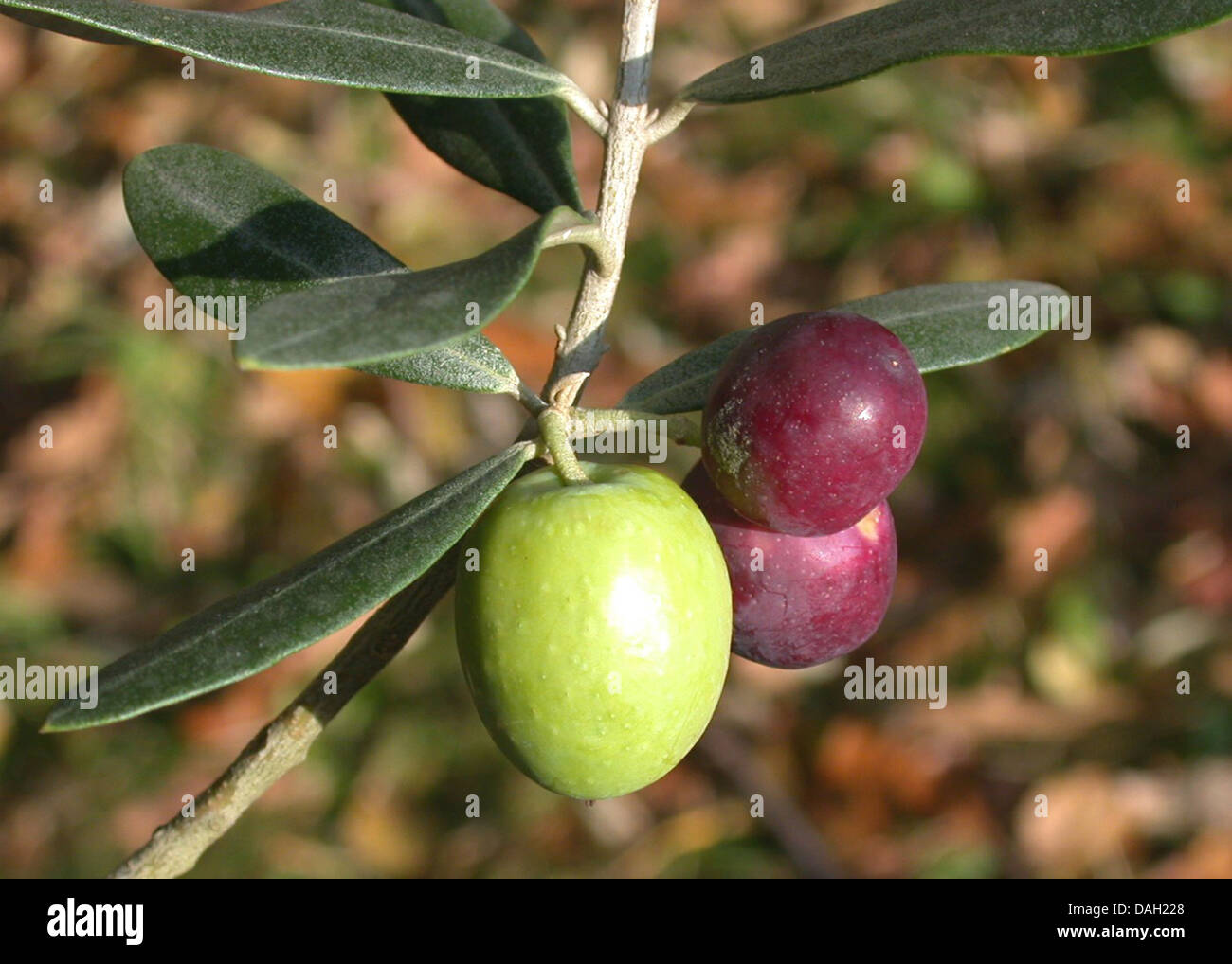 olive tree (Olea europaea ssp. sativa), olives on a tree Stock Photo ...