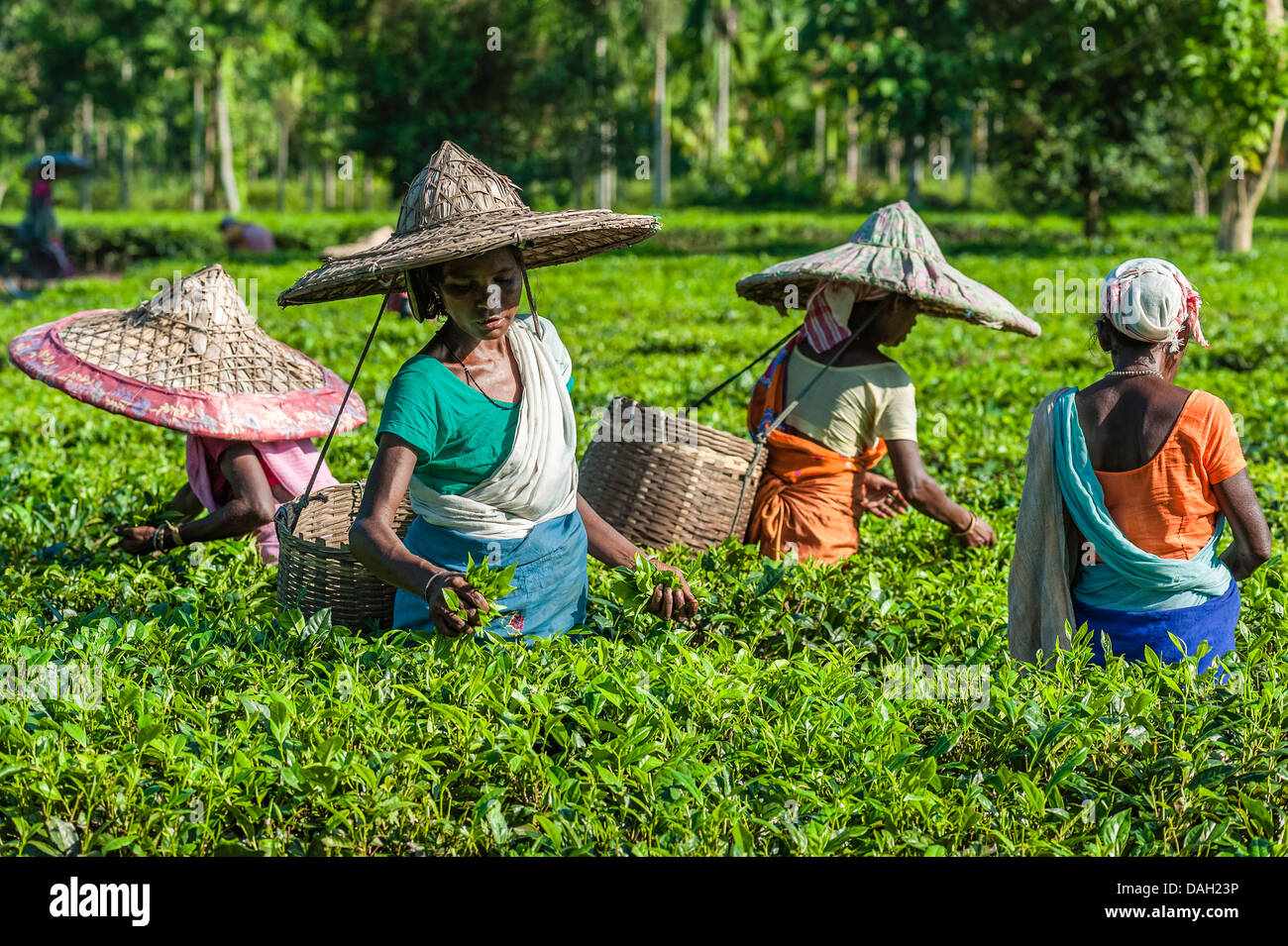 Tea Garden Worker Wallpaper