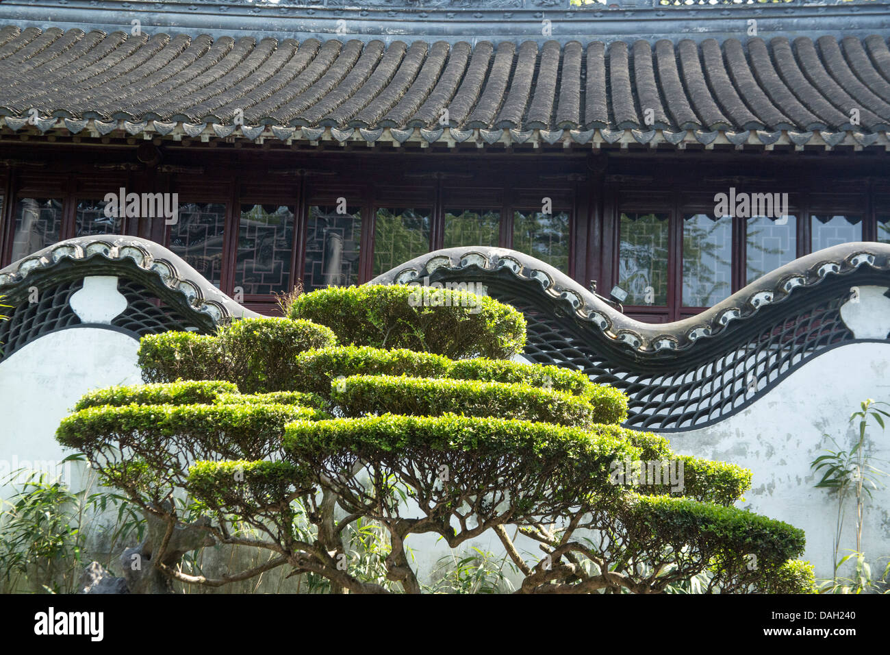 Shaped tree in the Yu Garden in Shanghai China Stock Photo - Alamy