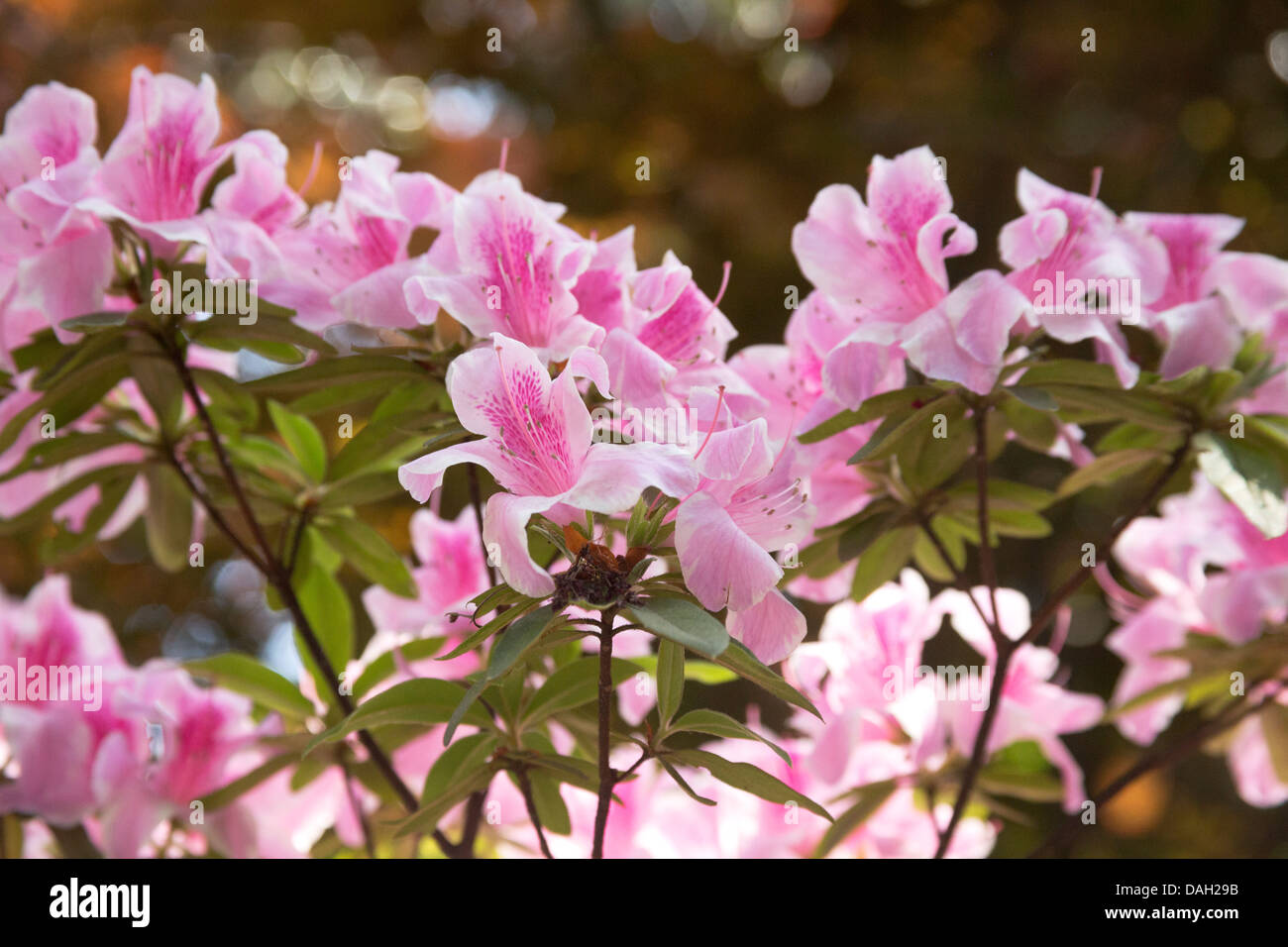 Chinese historic parks hi-res stock photography and images - Alamy