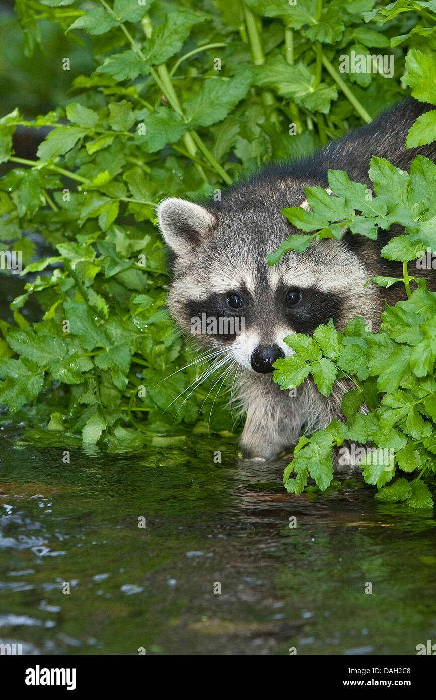 Raccoon standing up hi-res stock photography and images - Alamy