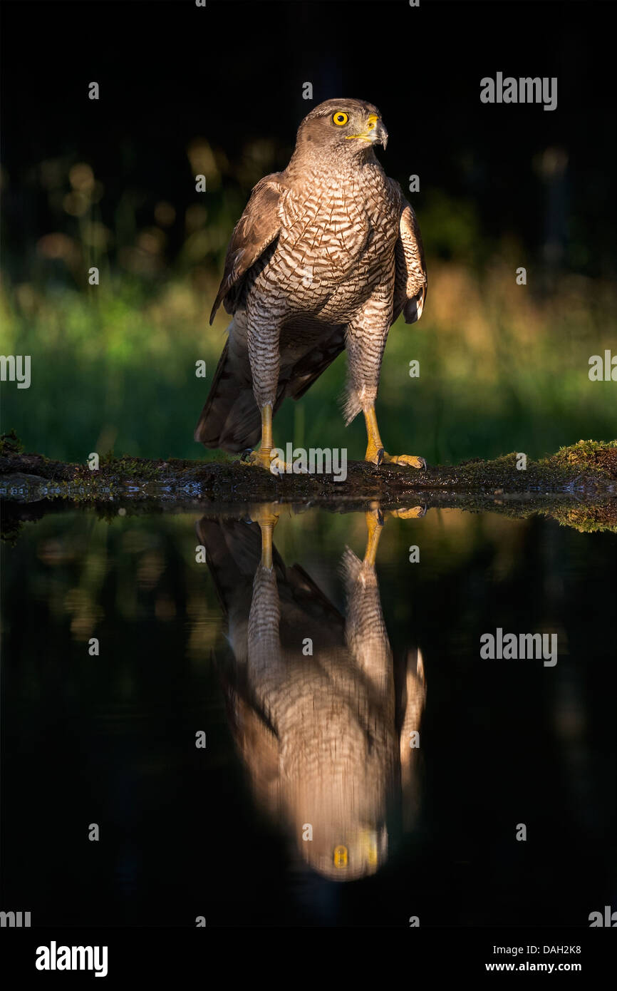 Female goshawk hi-res stock photography and images - Alamy