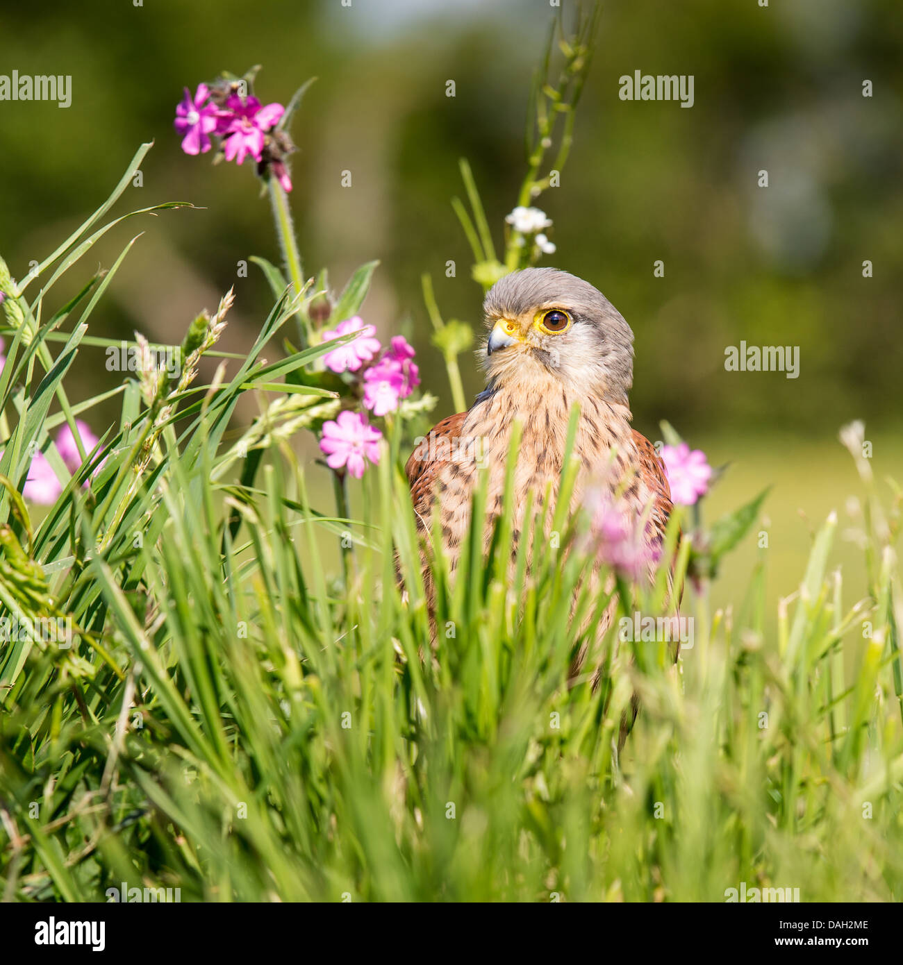 Most common raptor hi-res stock photography and images - Alamy