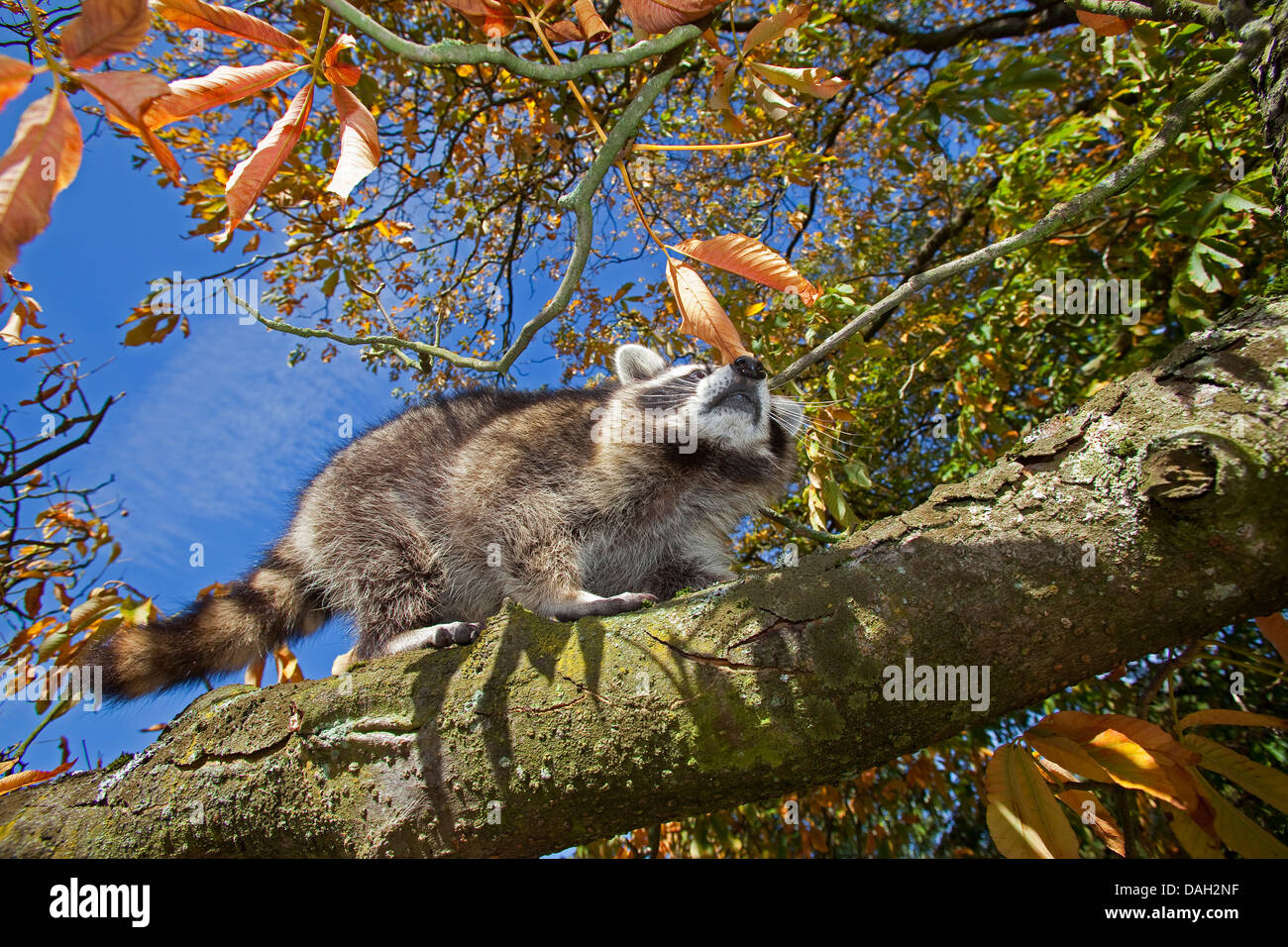 common raccoon (Procyon lotor), six month old male climbing in a tree ...