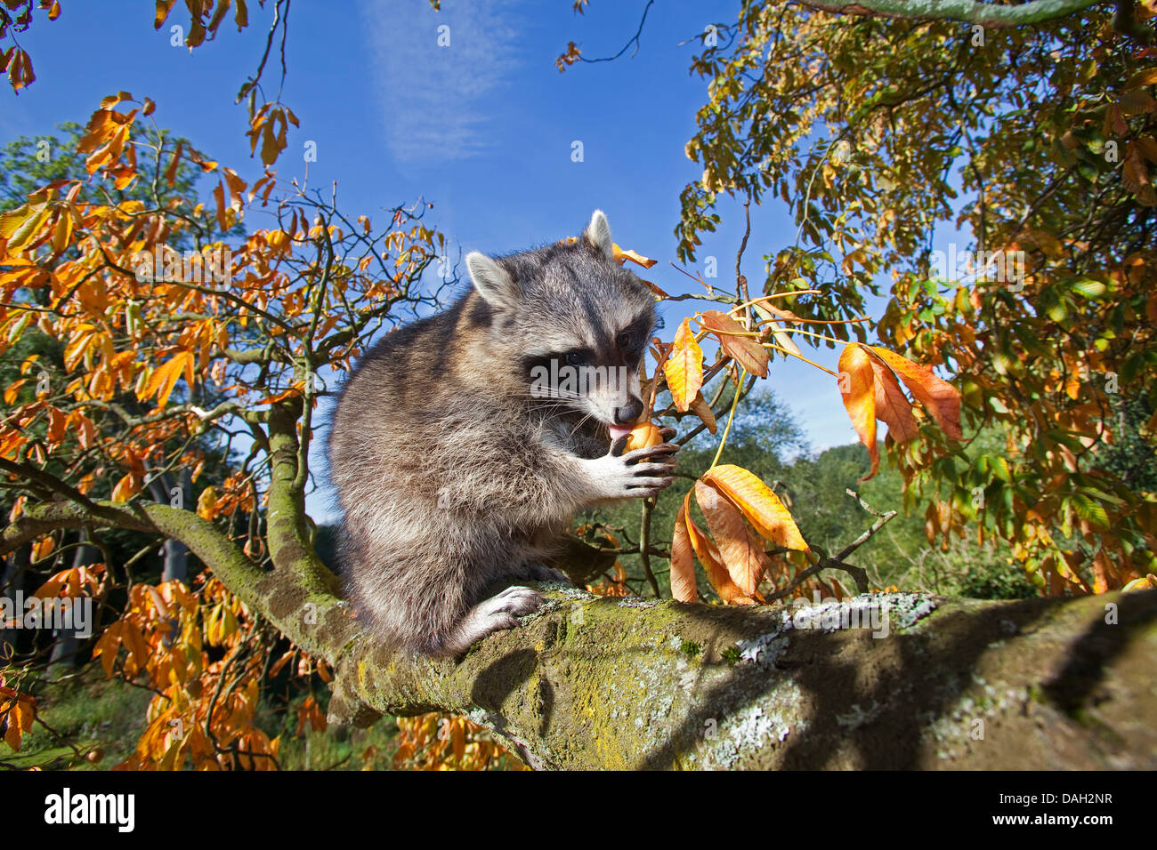 Raccoon holding fruit hi-res stock photography and images - Alamy
