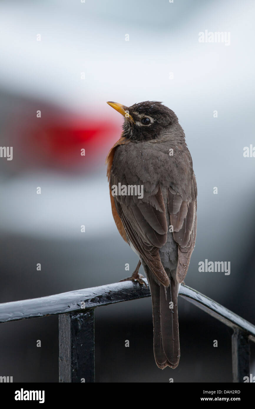 A male Canadian robin perched on a handrail in the province of Quebec ...