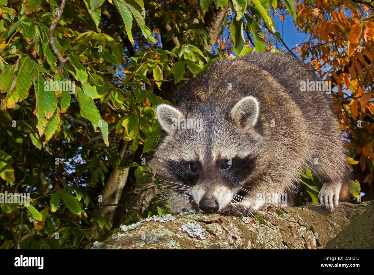 Raccoon in a tree hi-res stock photography and images - Alamy