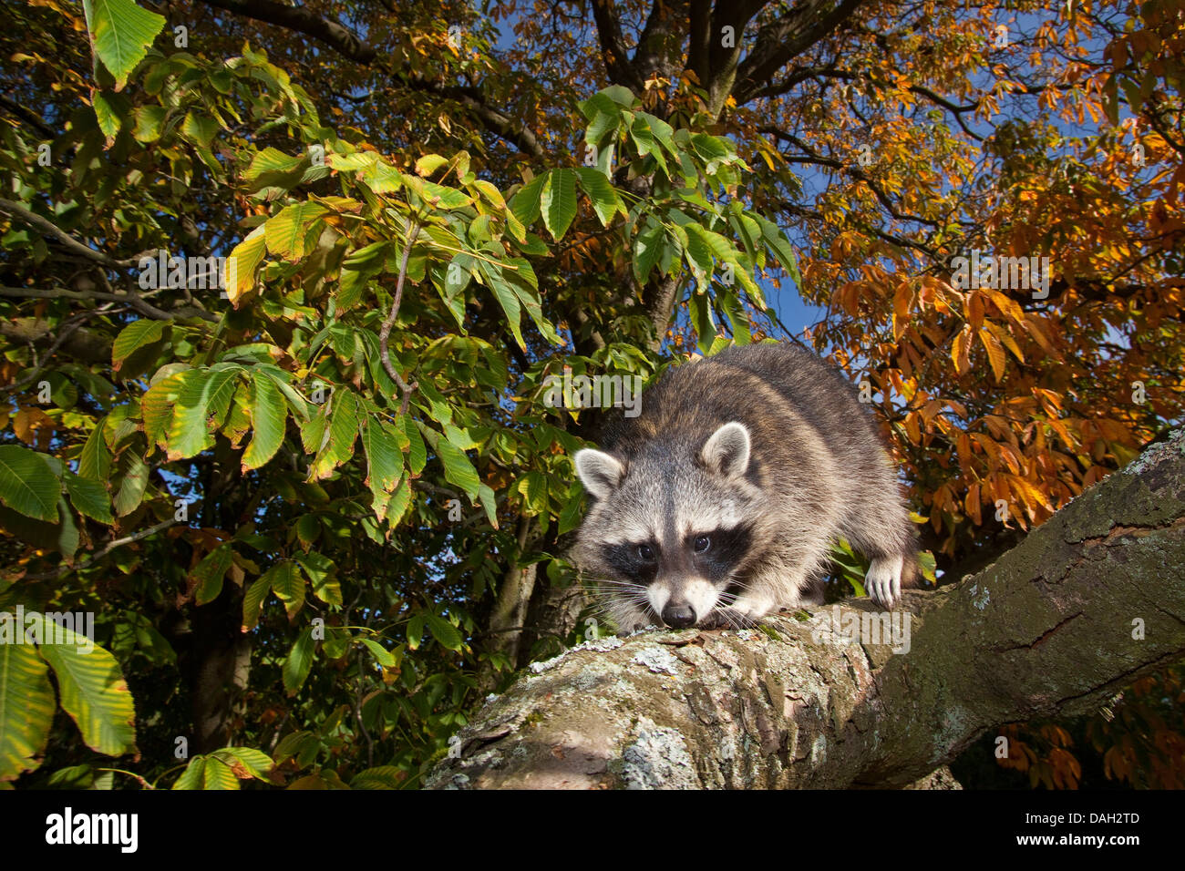 Raccoon In Tree Stock Photos & Raccoon In Tree Stock Images - Alamy
